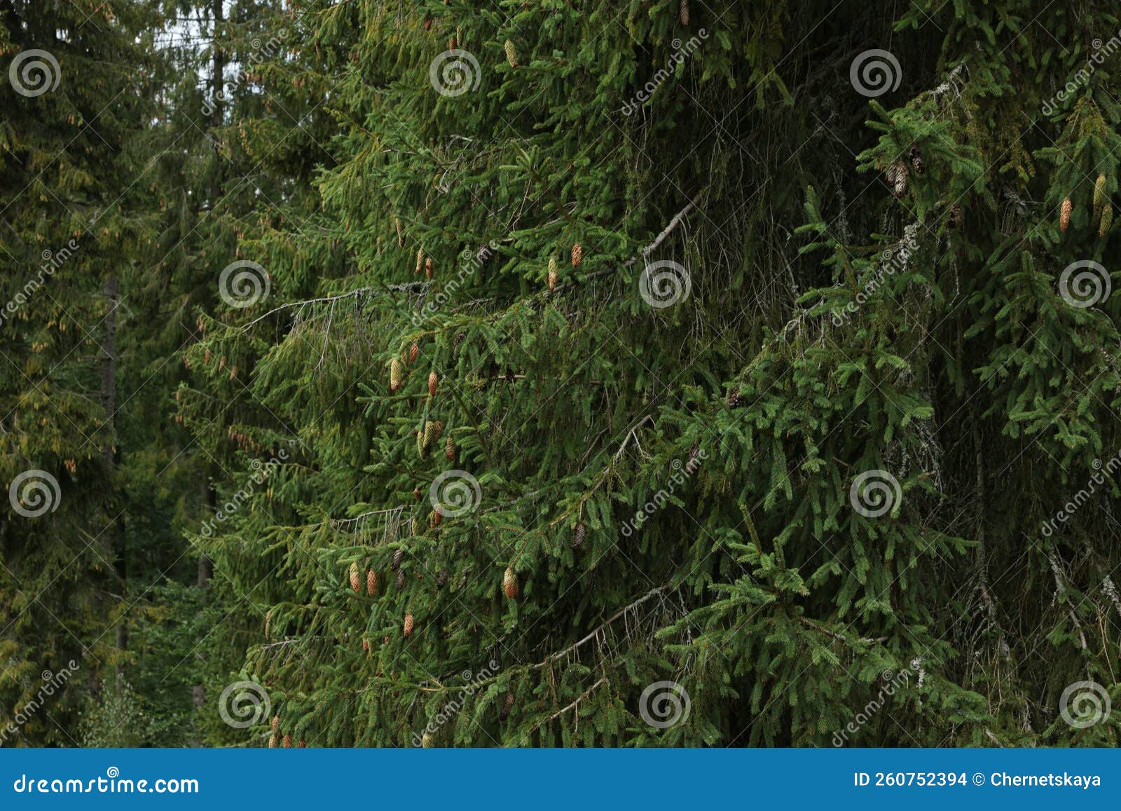 Beautiful Green Coniferous Trees with Cones in Forest Stock Photo ...