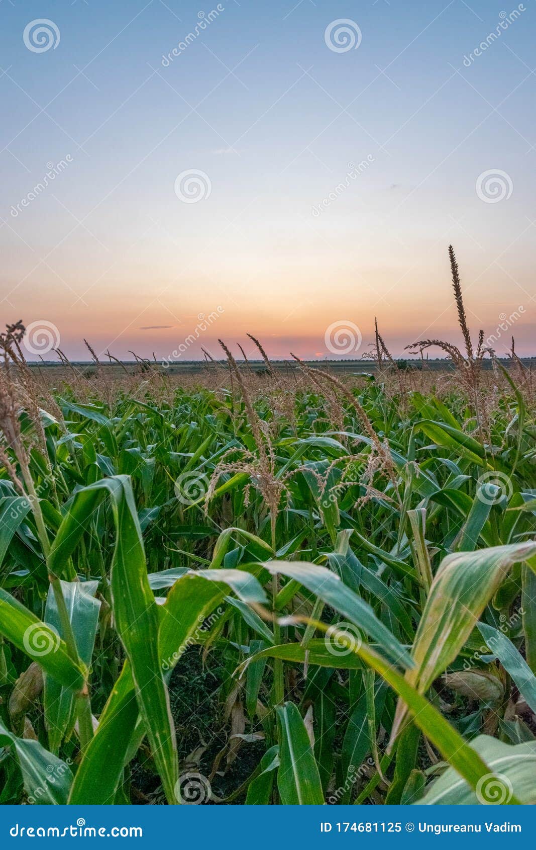Beautiful Green Corn Field at Sunset. Corn Field at Sunset with ...