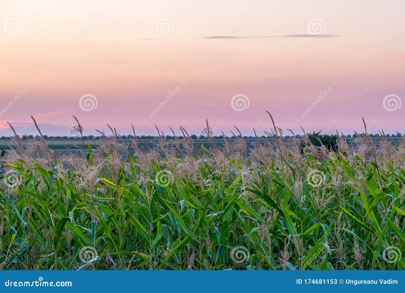 Beautiful Green Corn Field at Sunset. Corn Field at Sunset with ...