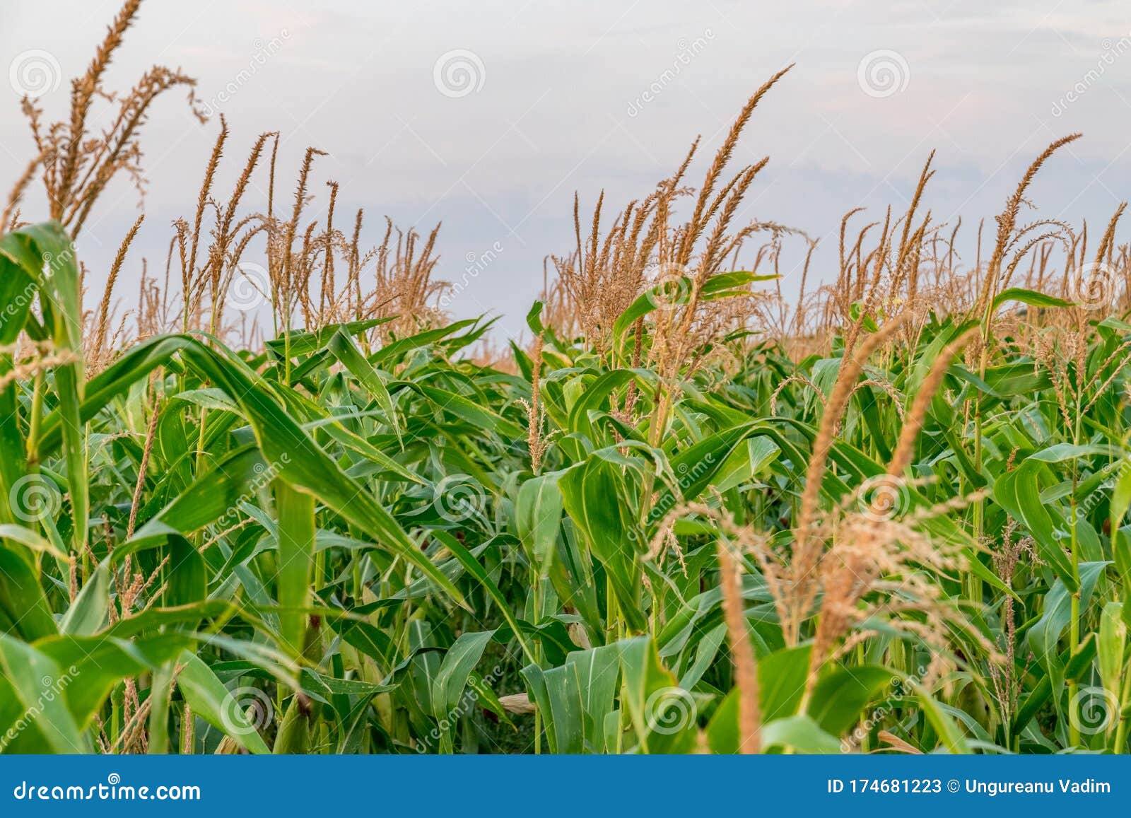 Beautiful Green Corn Field at Sunset. Corn Field at Sunset with ...