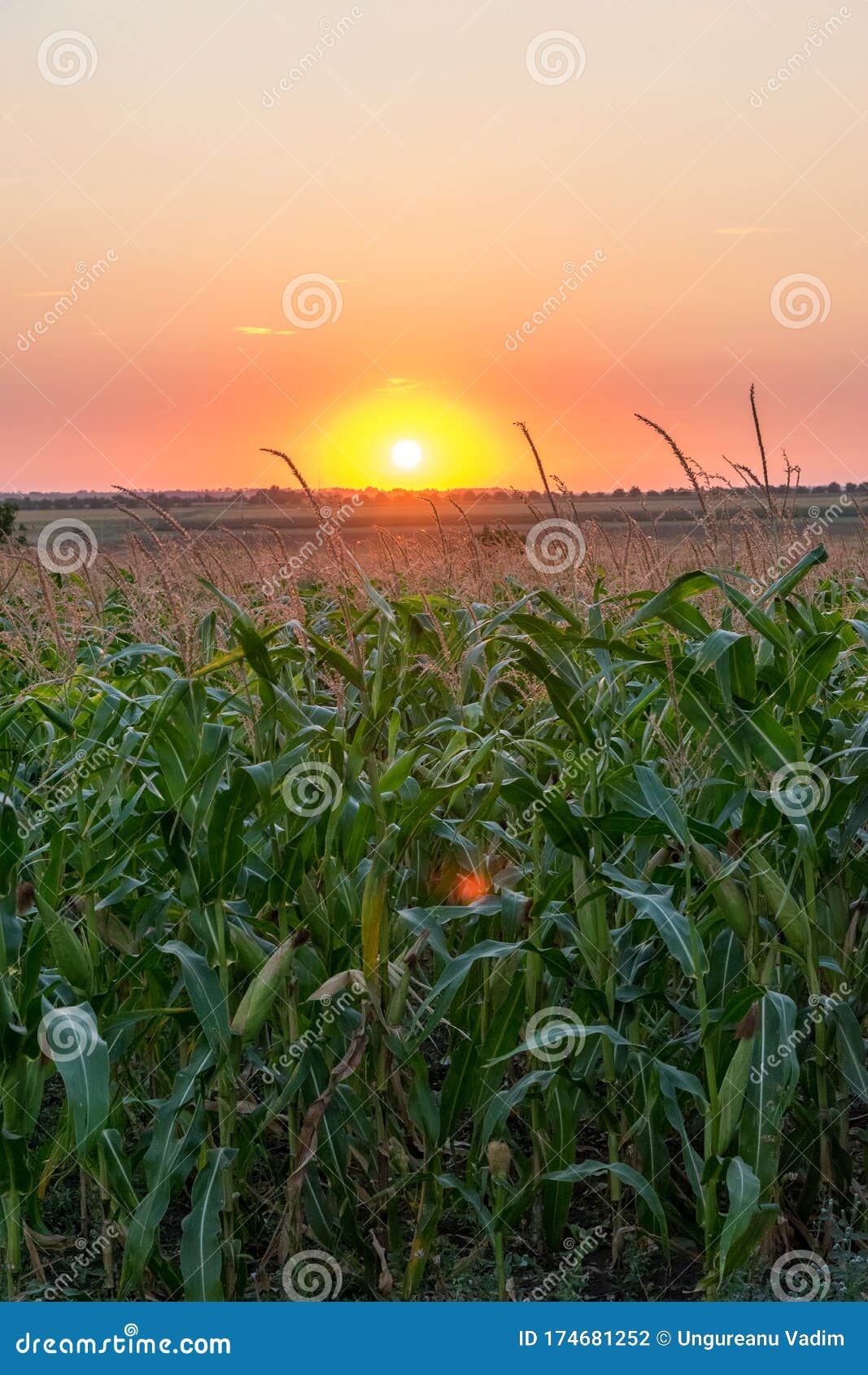 Beautiful Green Corn Field at Sunset. Corn Field at Sunset with ...