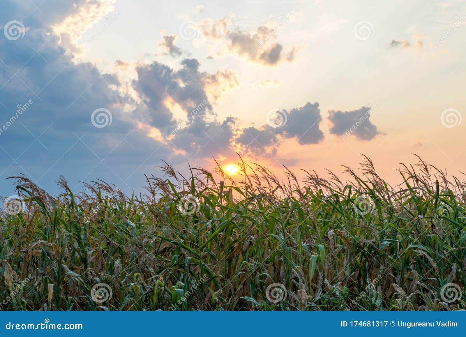 Beautiful Green Corn Field at Sunset. Corn Field at Sunset with ...