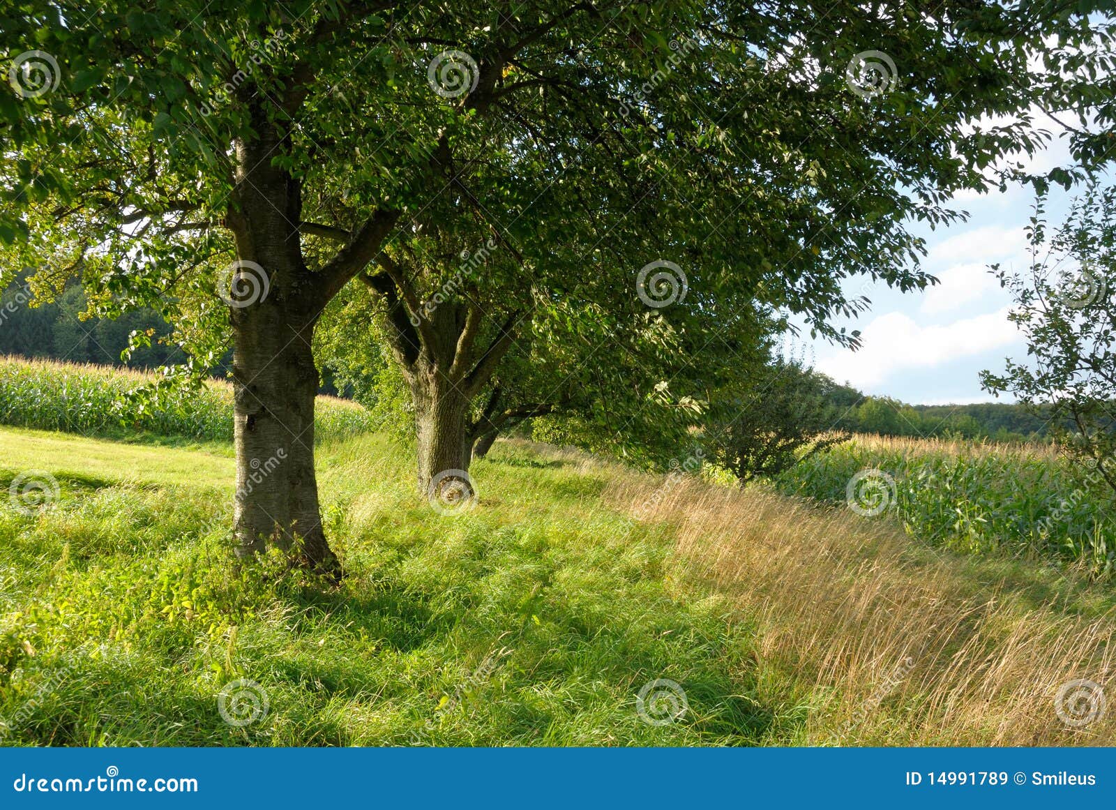 Beautiful Green Countryside Stock Image - Image of nature, grass: 14991789