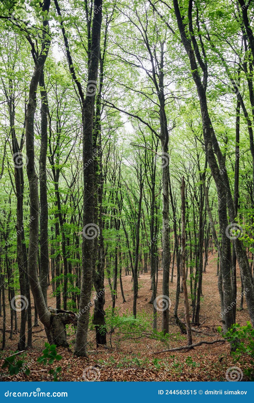 Beautiful Green Forest without People Stock Image - Image of people ...