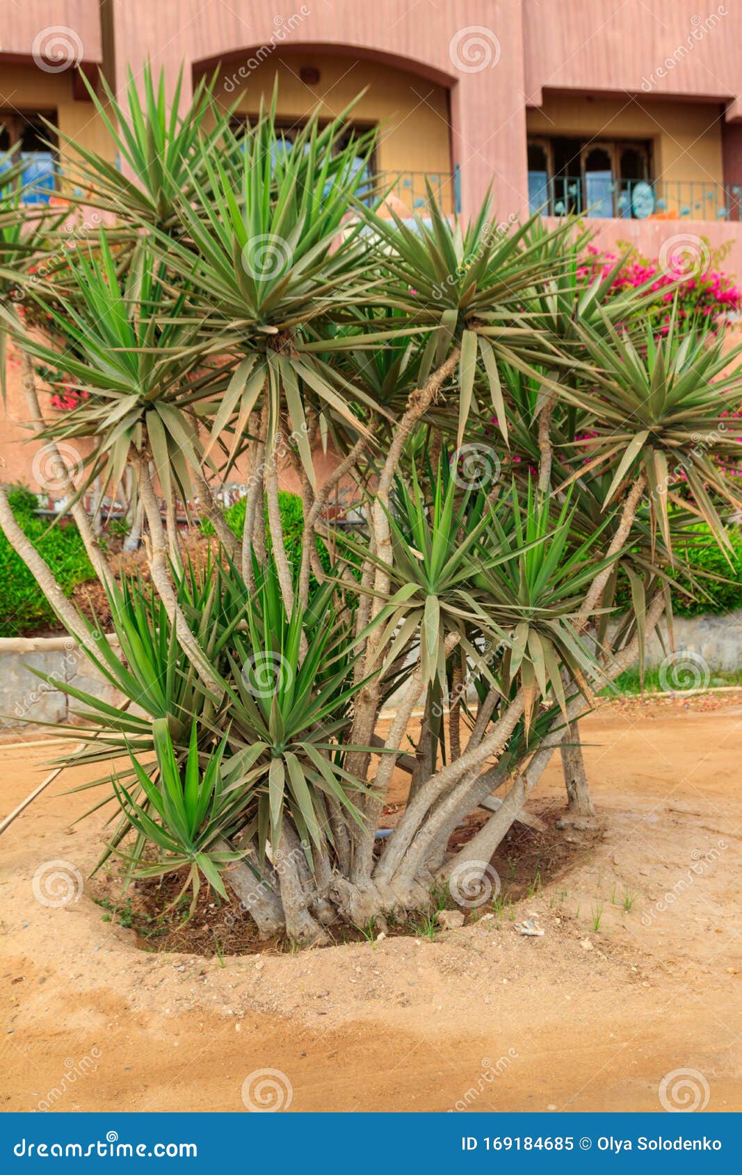 Beautiful Green Dracaena Dragon Tree in a Garden Stock Image - Image of ...