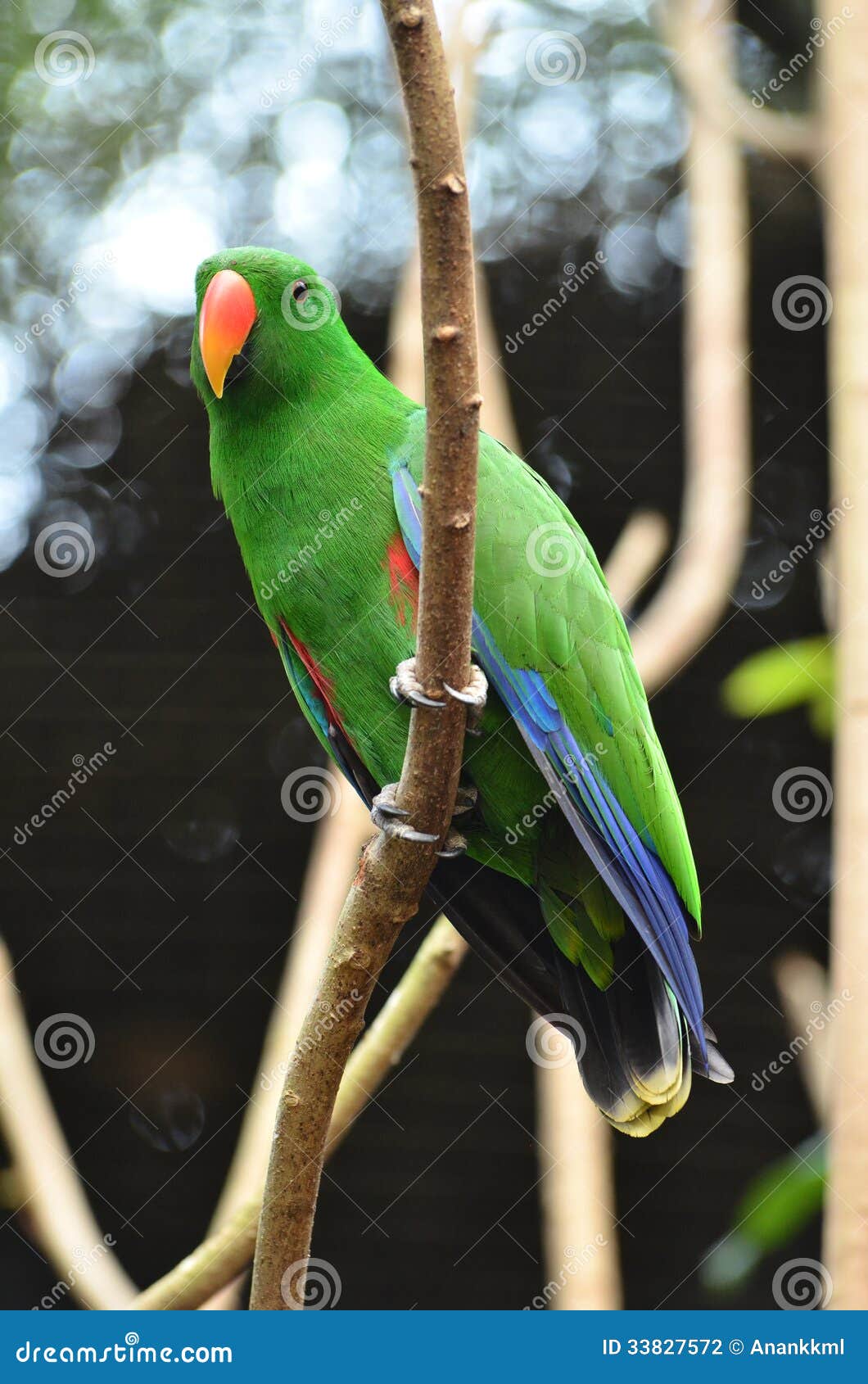 Beautiful Green Eclectus Parrot Bird Stock Photo - Image of nature ...