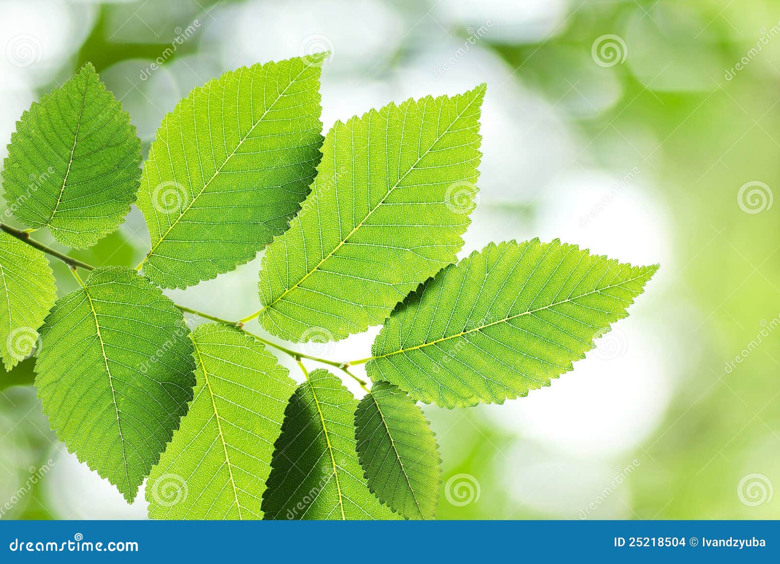 Beautiful green elm leaves stock photo. Image of border - 25218504