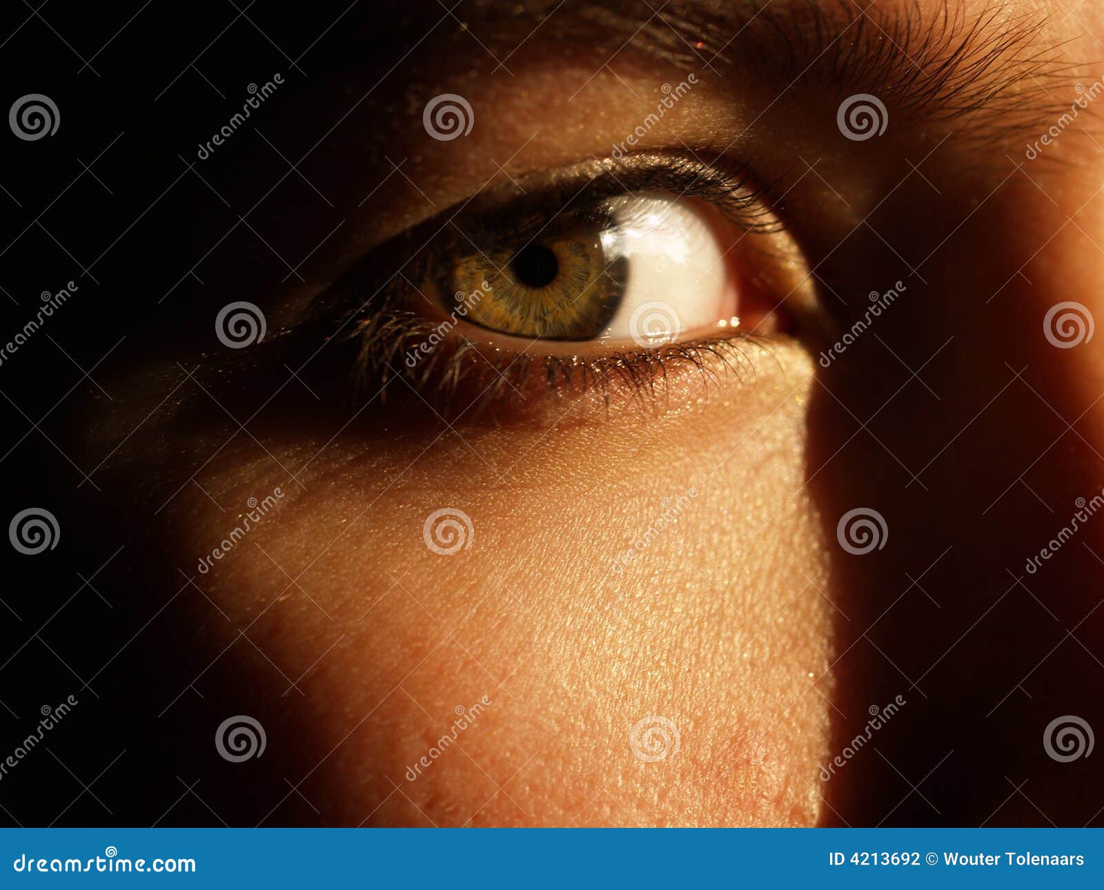 A beautiful green eye stock photo. Image of gaze, feminine - 4213692