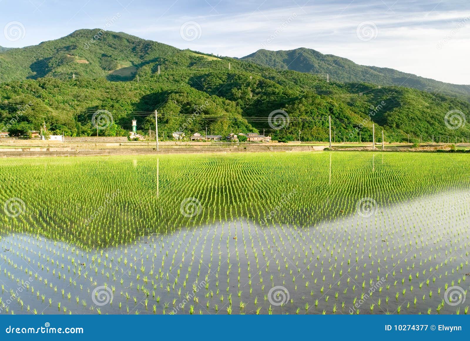 Beautiful green farm stock image. Image of asian, asia - 10274377