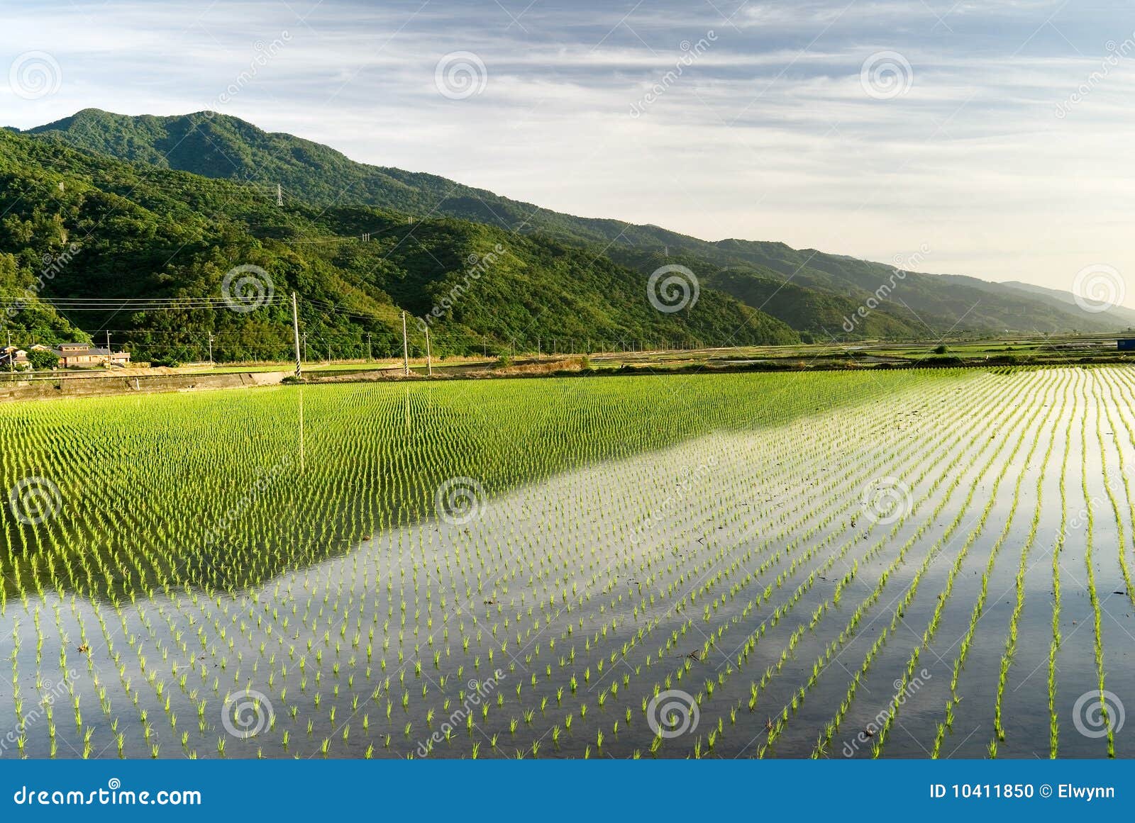 Beautiful green farm stock photo. Image of green, ancient - 10411850