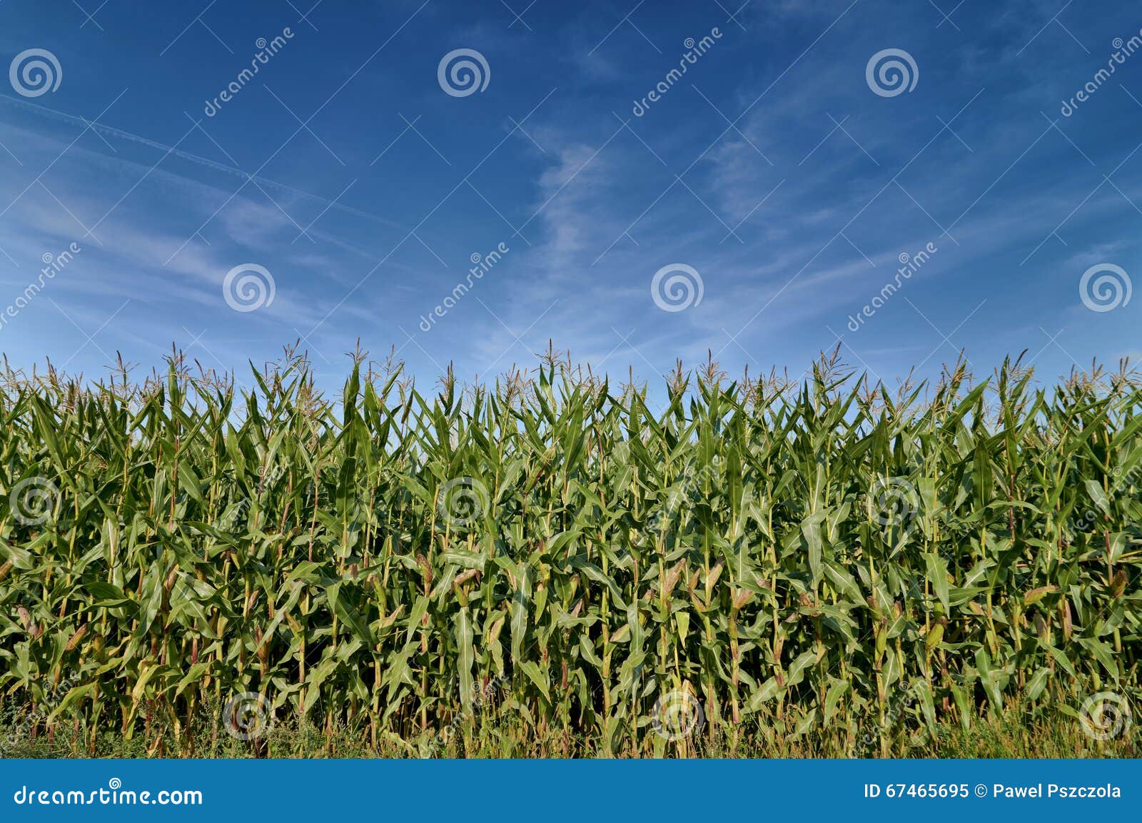 Beautiful Green Field of Corn Under a Blue Sky. Stock Image - Image of ...