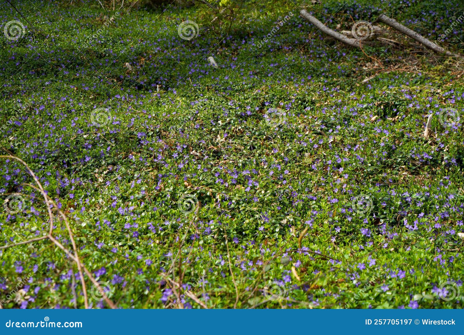 Beautiful Green Field with Purple Flowers Stock Image - Image of ... Beautiful Green Field with Purple Flowers Stock Image - Image of ...
