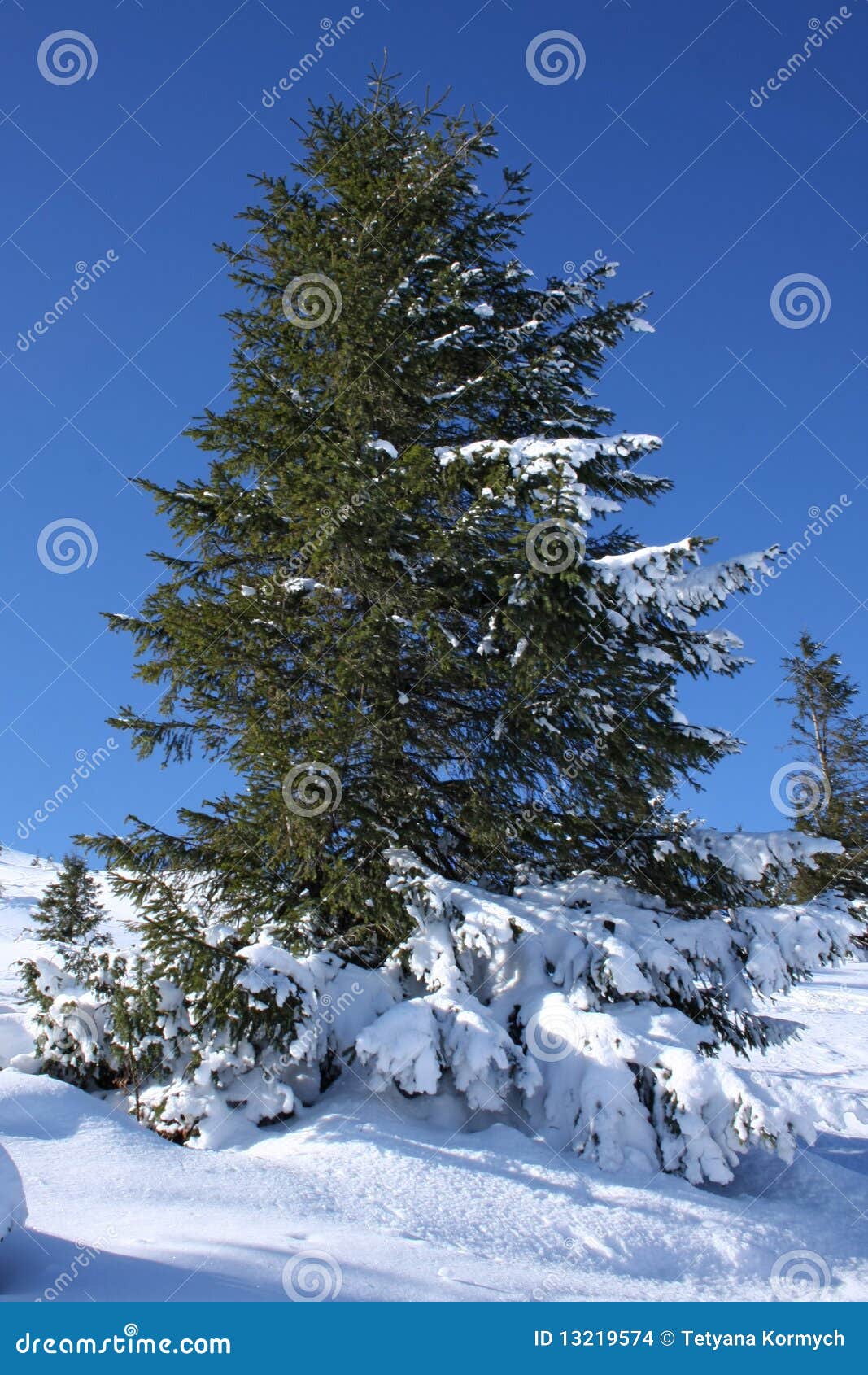 Beautiful Green Fir-tree in To Snow Stock Photo - Image of branches ...