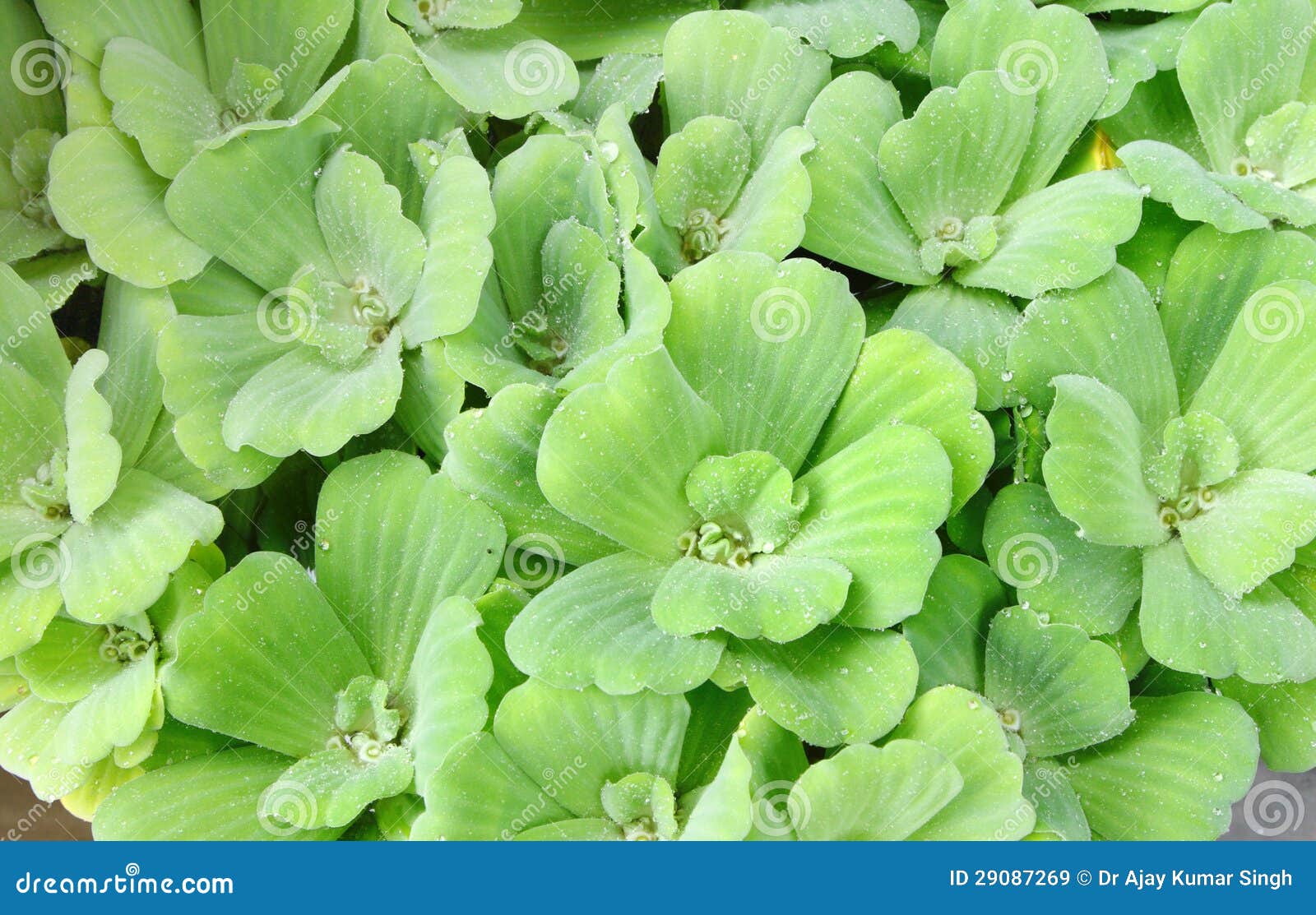 Beautiful Green Floating Water Lettuce Stock Image - Image of green ...