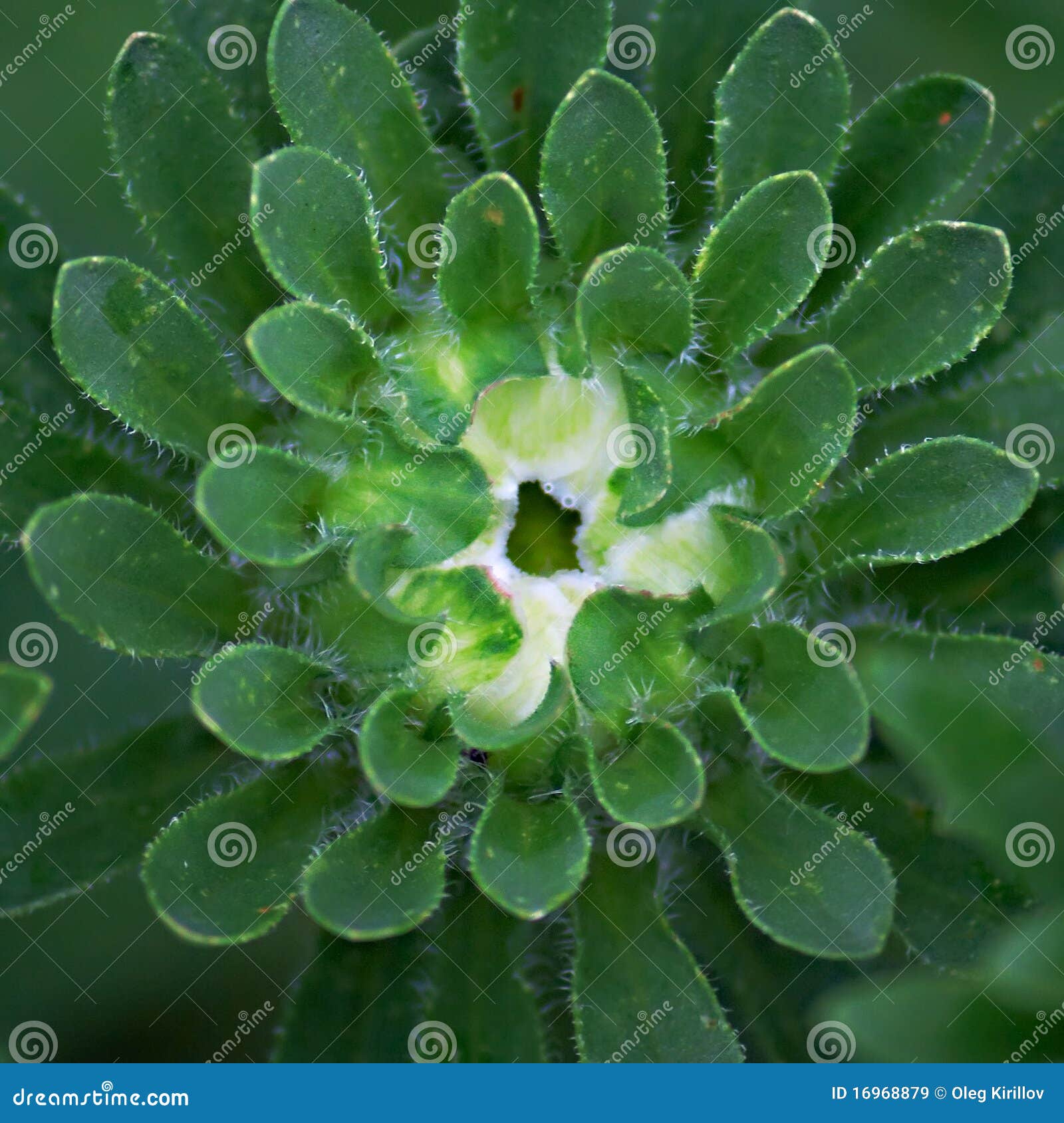 Beautiful green flower bud stock image. Image of spring - 16968879