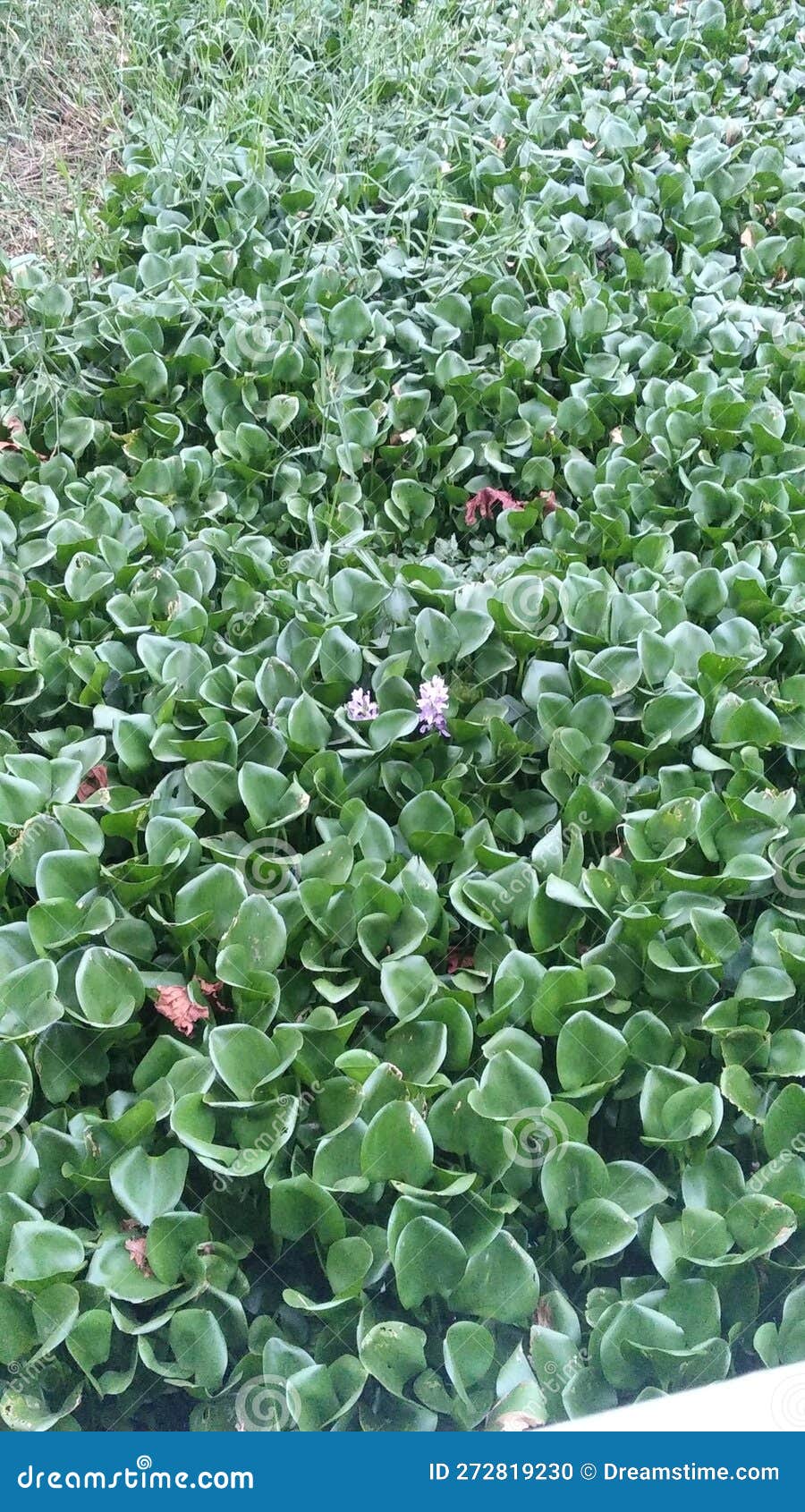 Beautiful and Green Flower Plants on the River Stock Photo - Image of ...