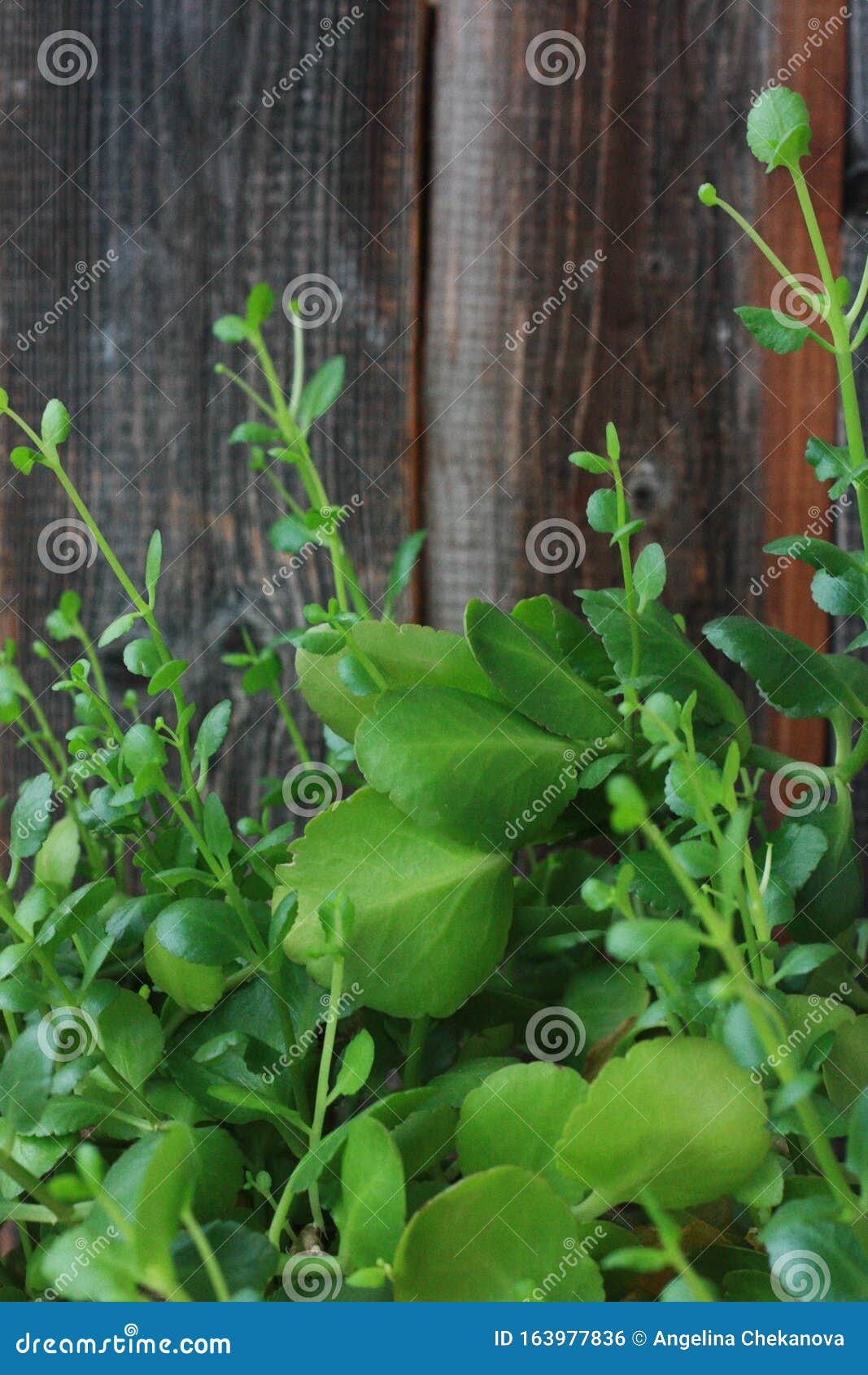 Beautiful Green Flower in a Pot Close Up Stock Photo - Image of flower ...
