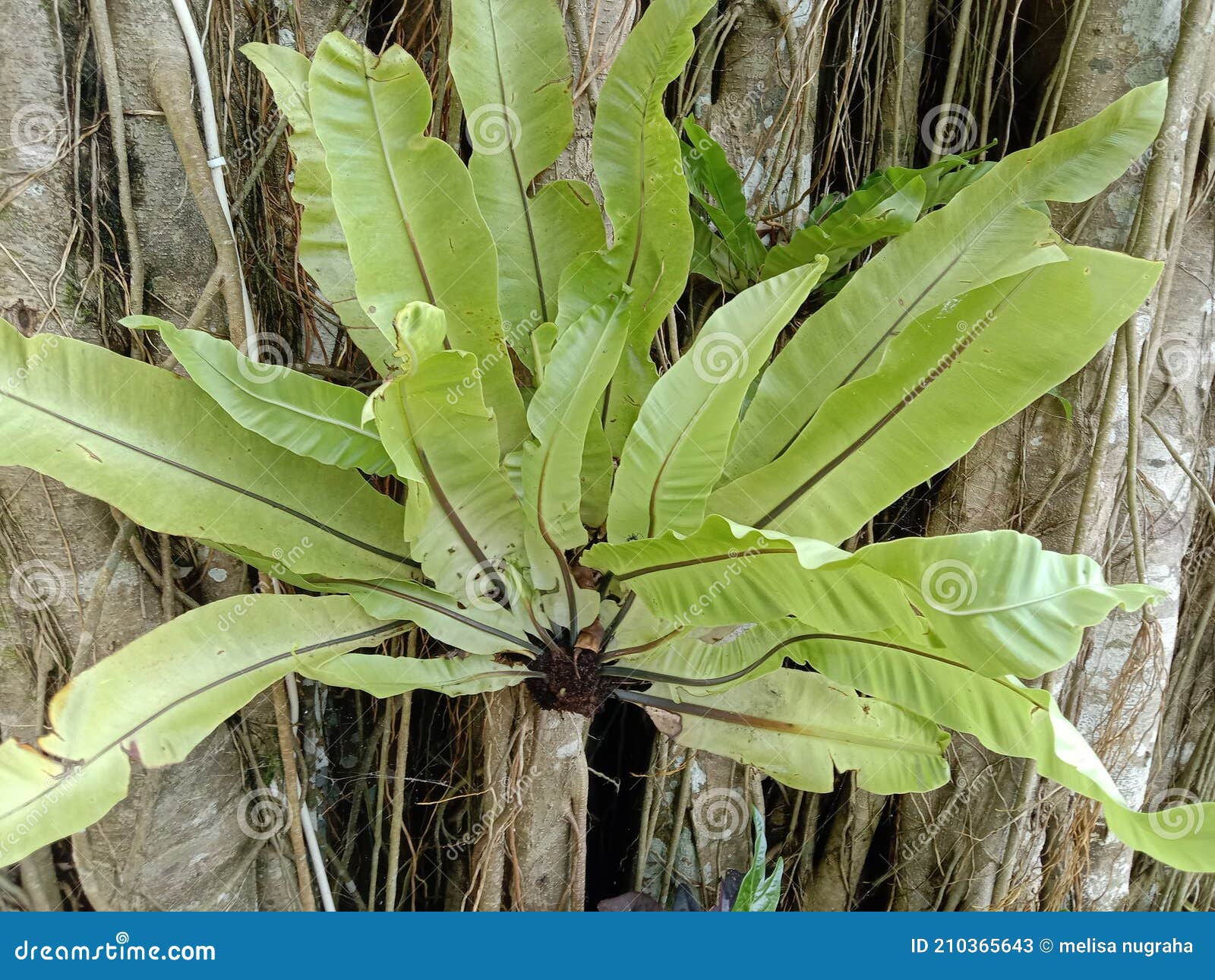 Beautiful Green Flower in a Tree Stock Image - Image of jungle, tropics ...