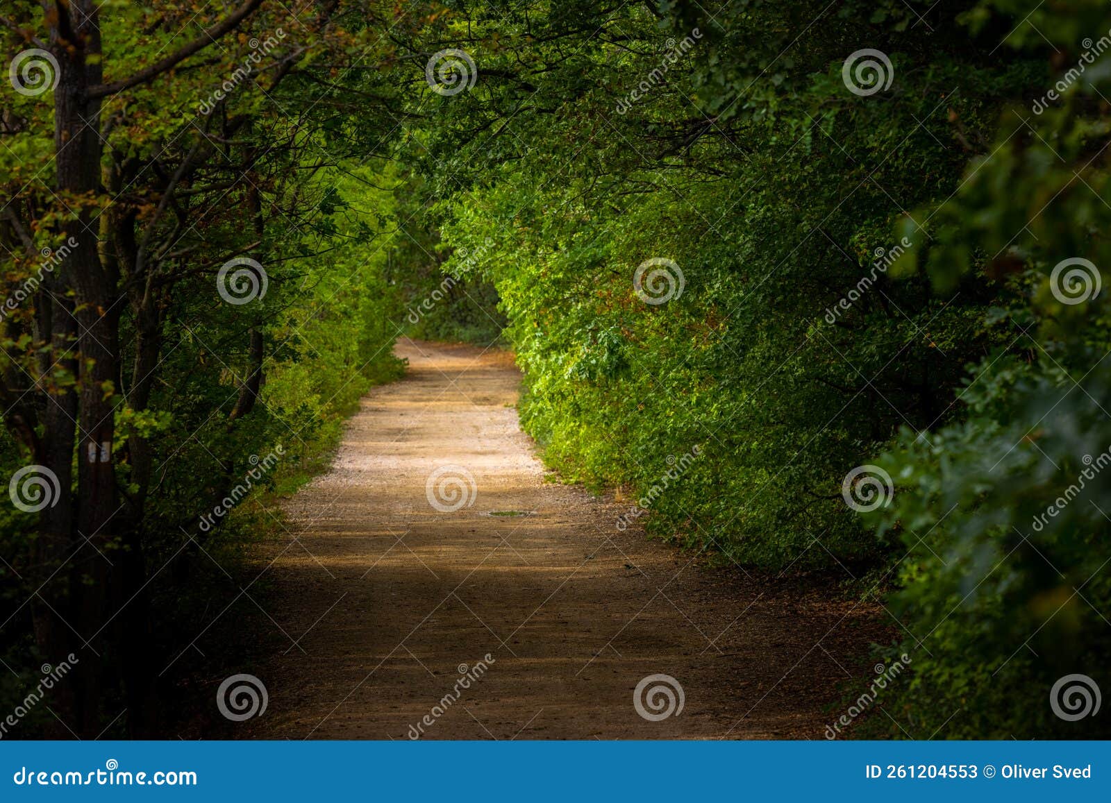Green Foliage with Forestal Path Angle Shot Stock Image - Image of path ...