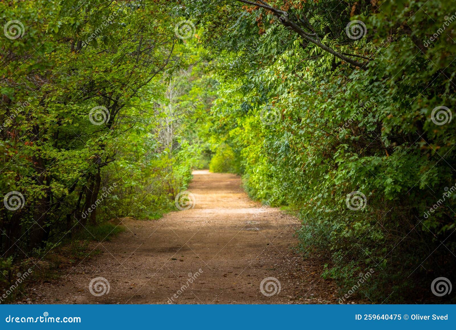 Green Foliage with Forestal Path Angle Shot Stock Image - Image of ...