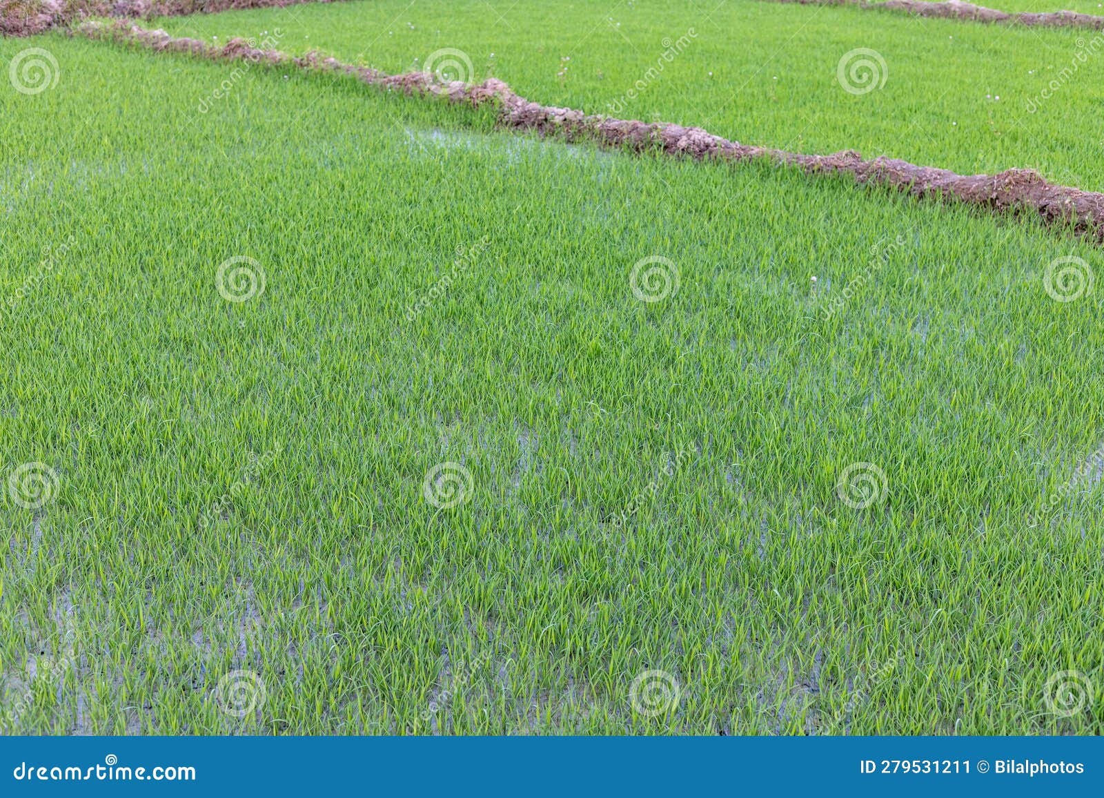 Beautiful Green Foliage of Rice Seedlings Stock Image - Image of ...