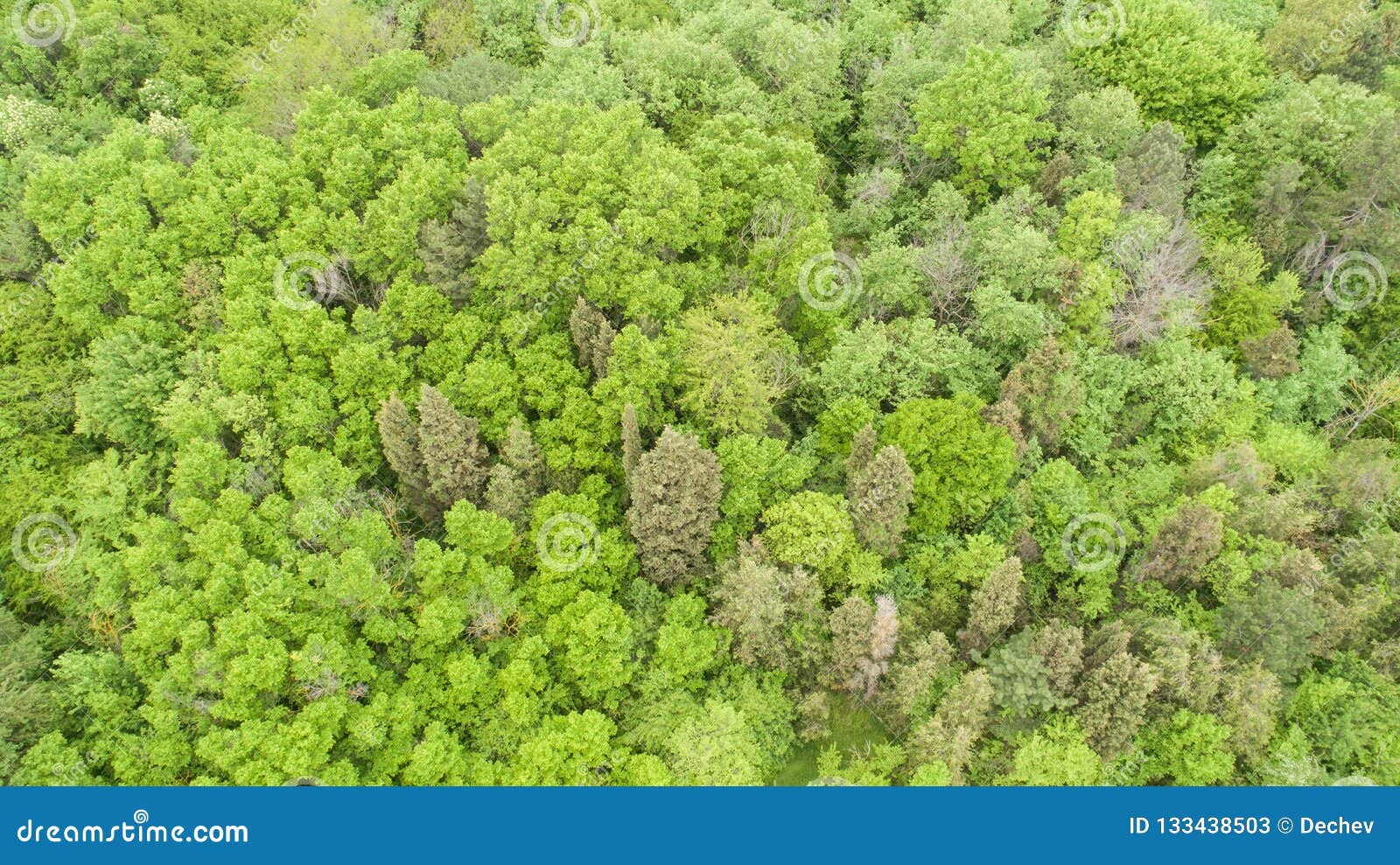 Beautiful Green Forest, Background. Top View Stock Image - Image of ...