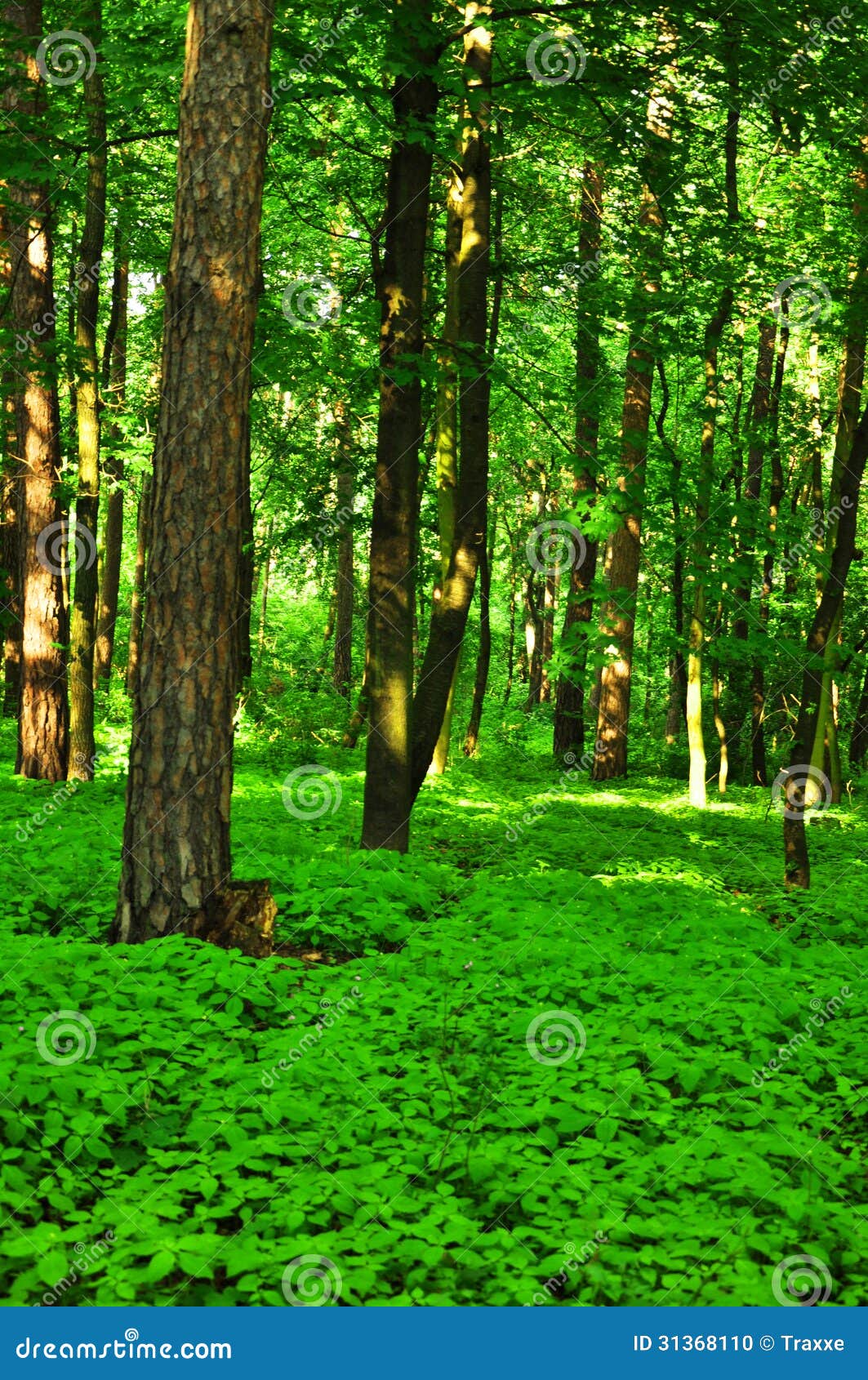 Beautiful green forest stock photo. Image of area, foliage - 31368110