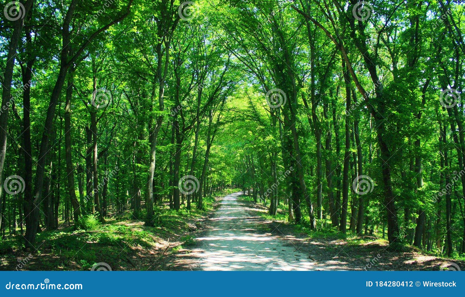 Beautiful Green Forest during the Daytime Stock Photo - Image of ...