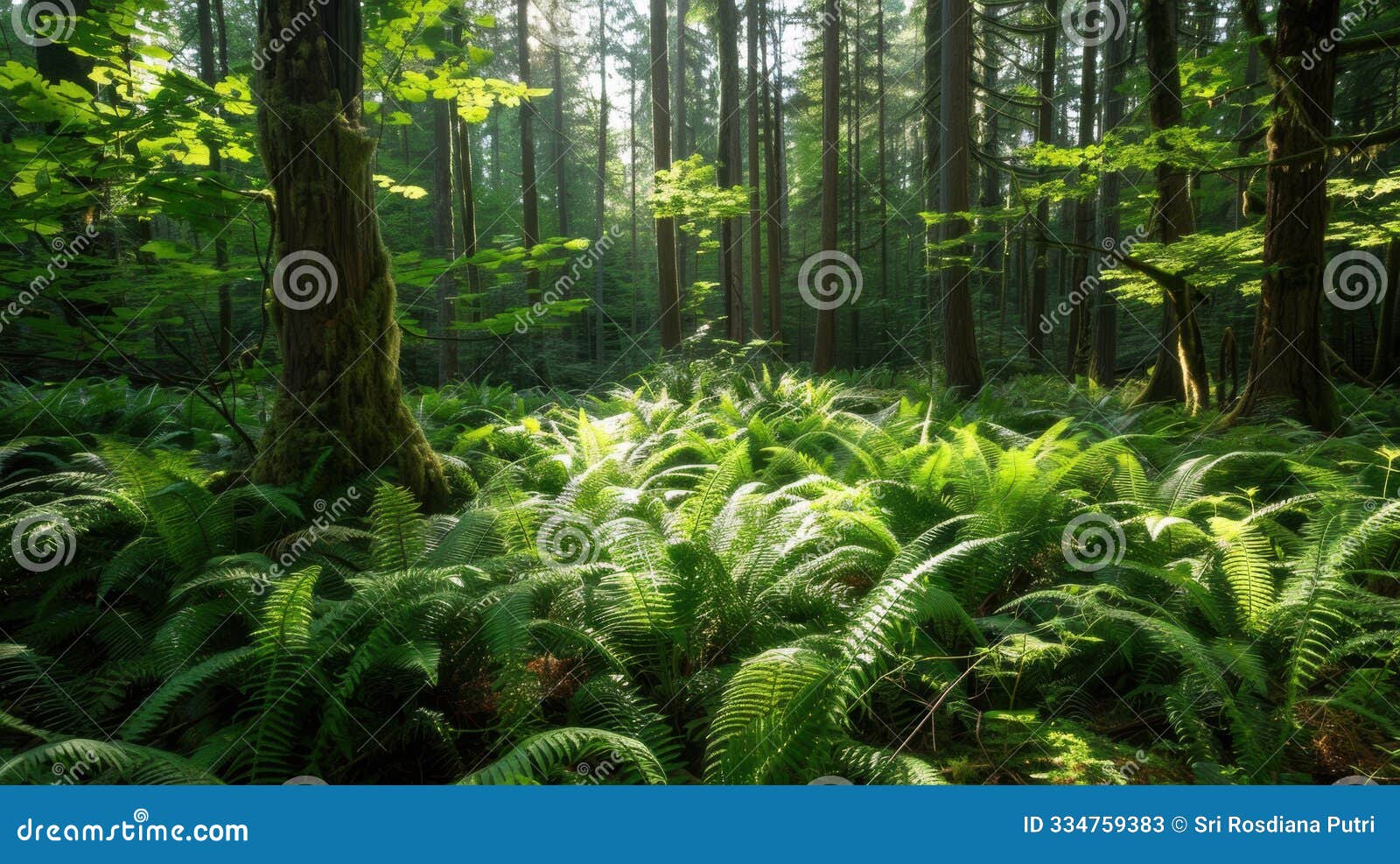 Beautiful Green Forest with Ferns and Sunbeams Stock Illustration ...