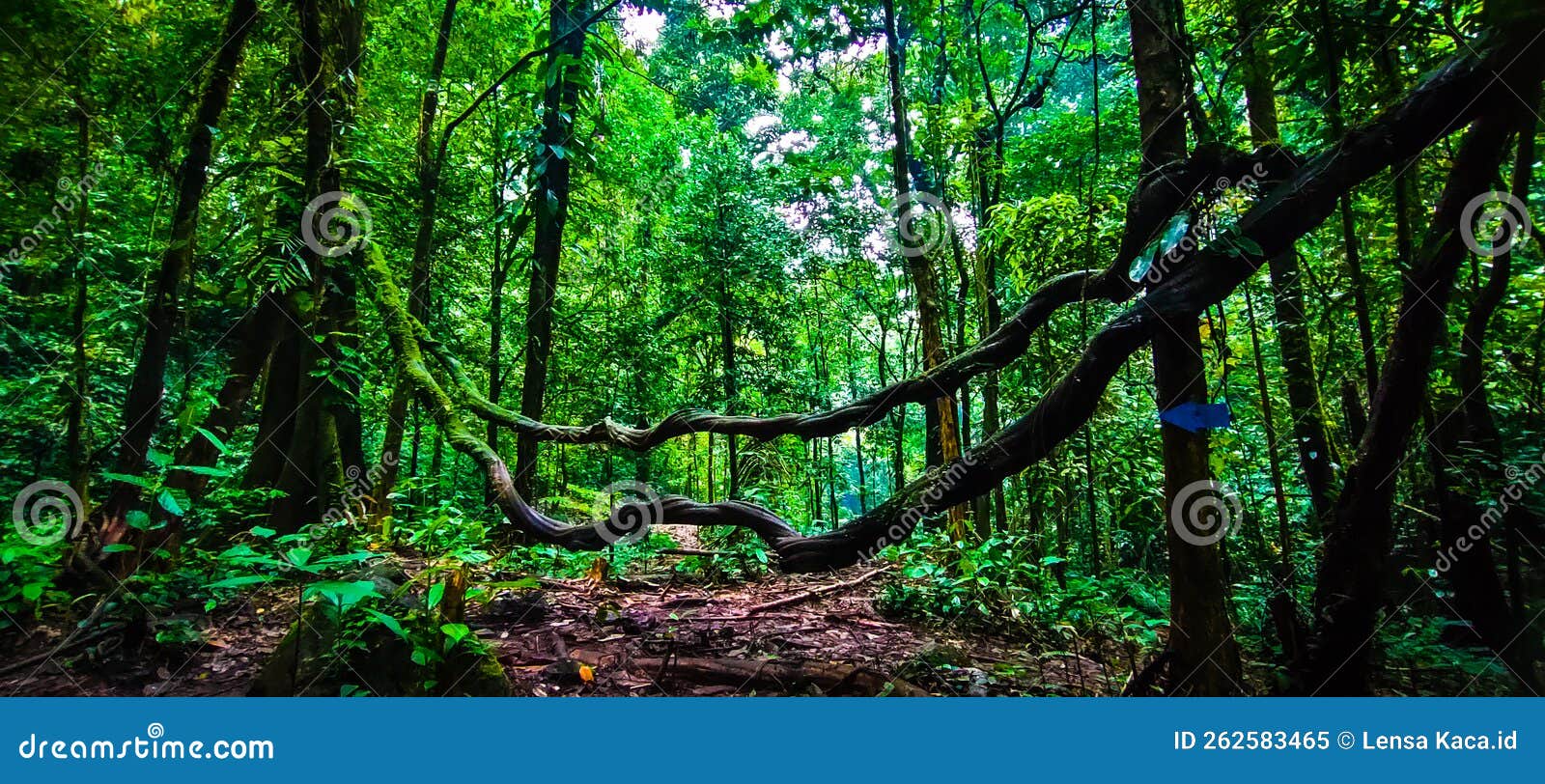 Beautiful Green Forest in the Morning Grass Tree Roots Stock Image ...