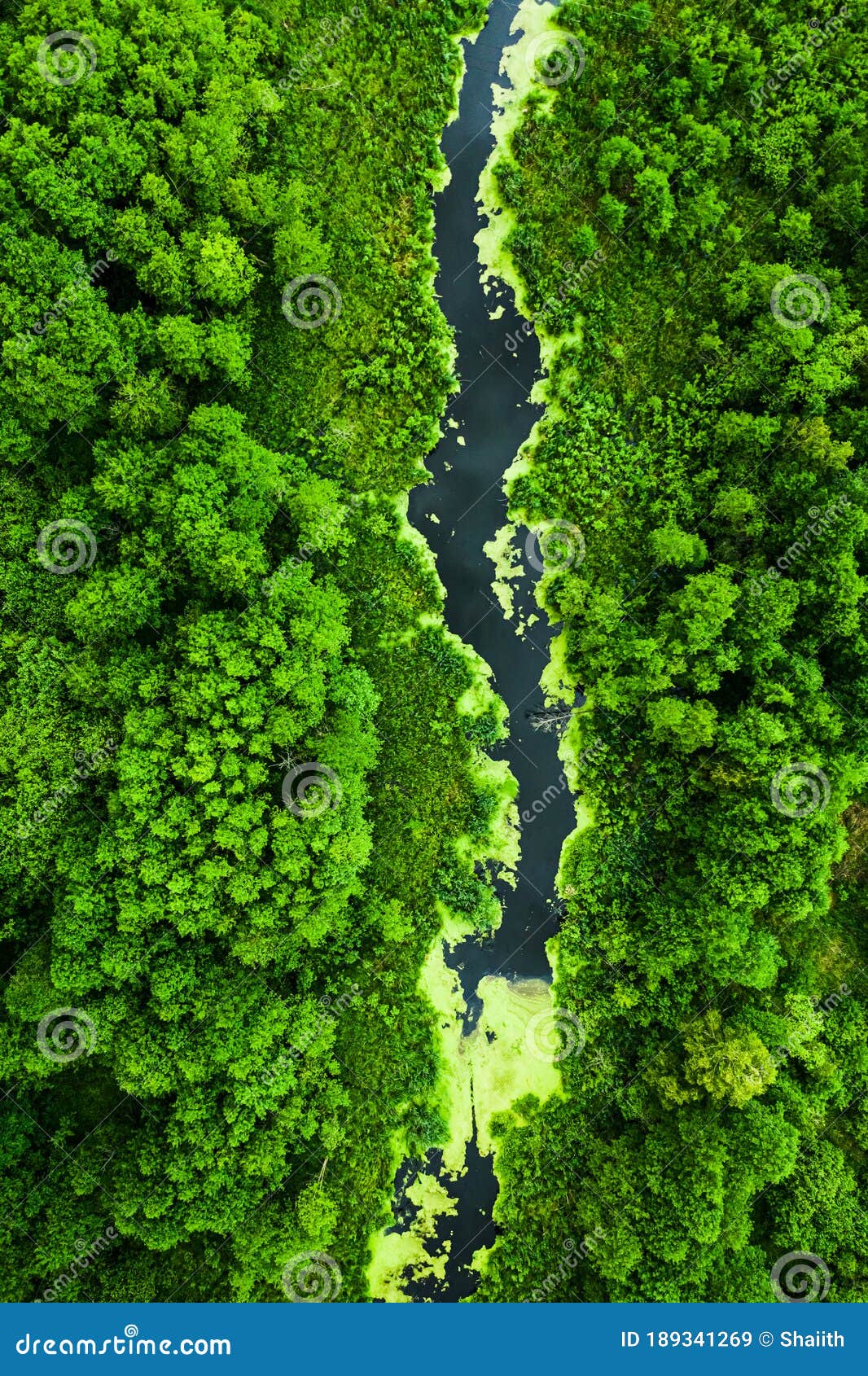 Beautiful Green Forest and the River in Spring, Aerial View Stock Image ...