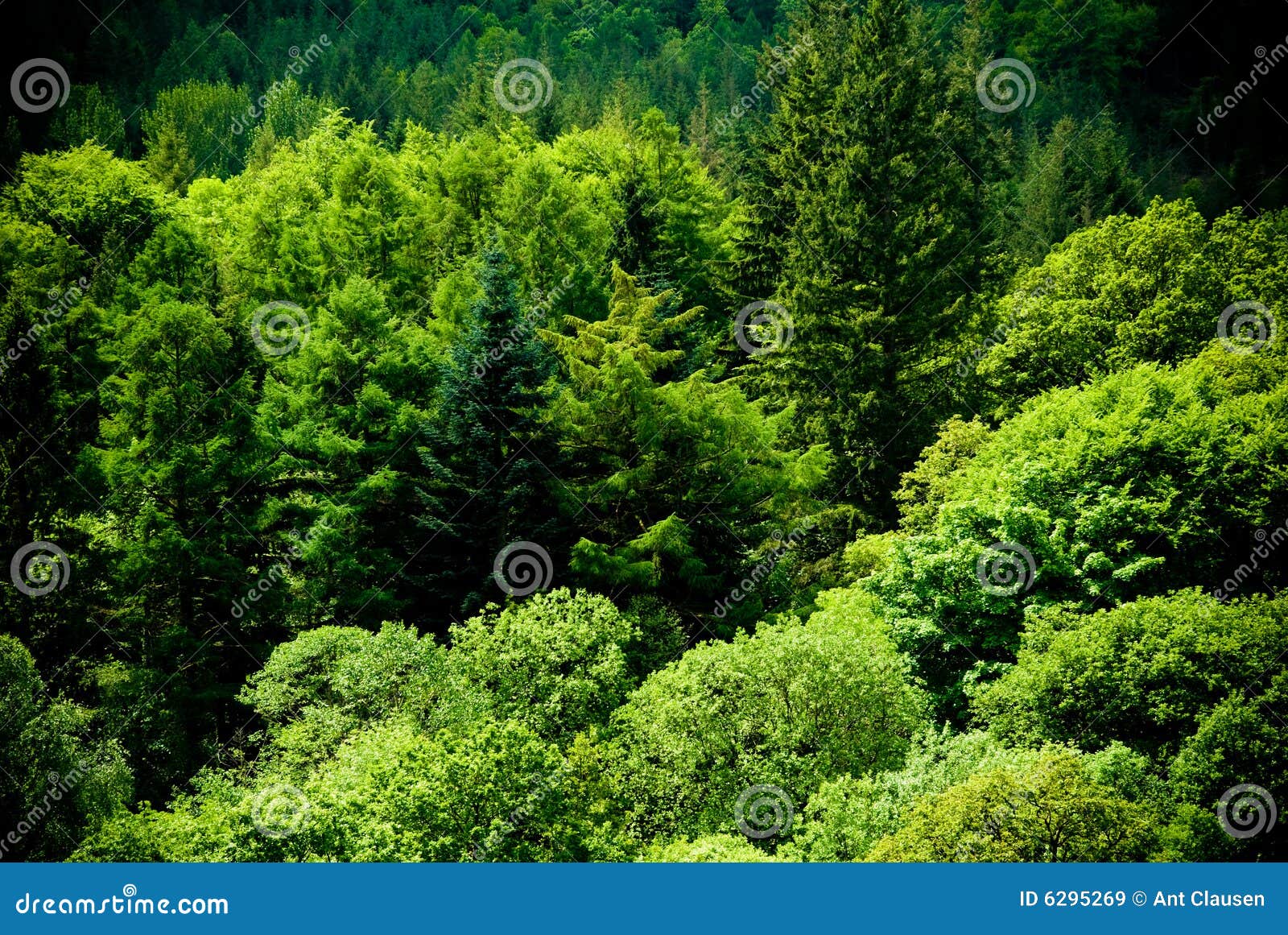 Beautiful Green Forest Scene Stock Image - Image of outdoors, clean ...