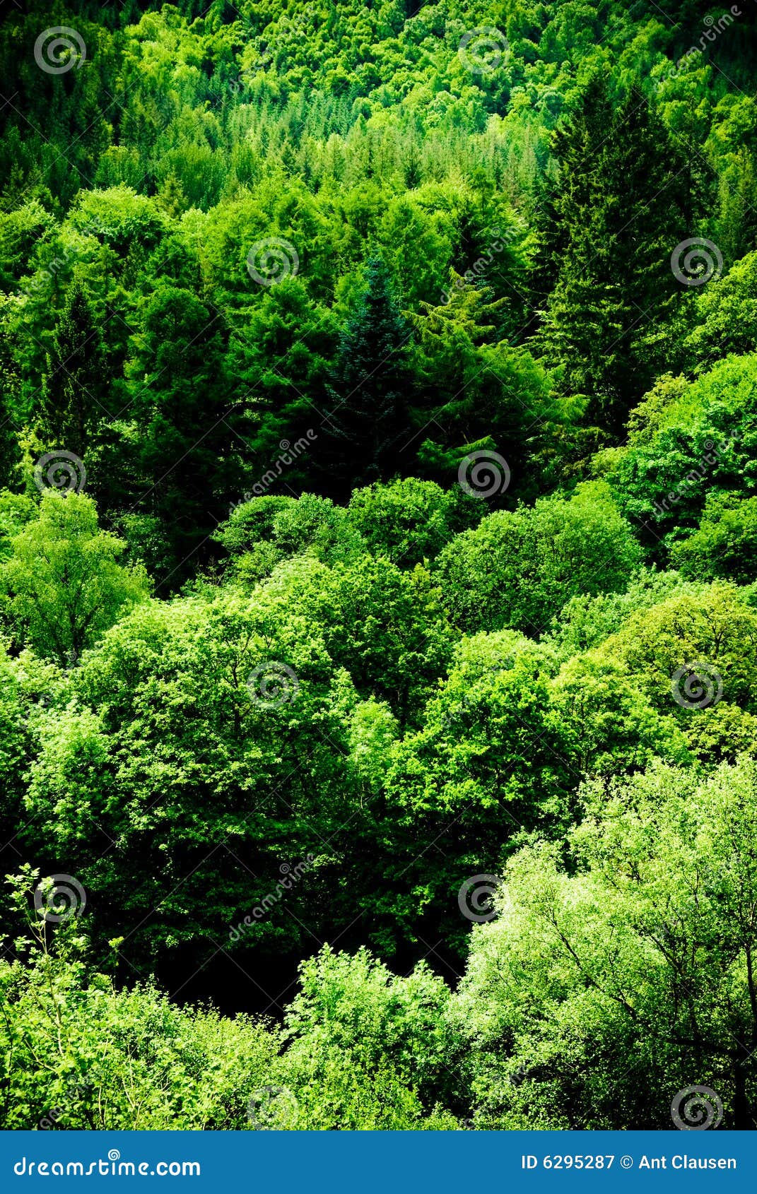 Beautiful Green Forest Scene Stock Image - Image of nature, environment ...