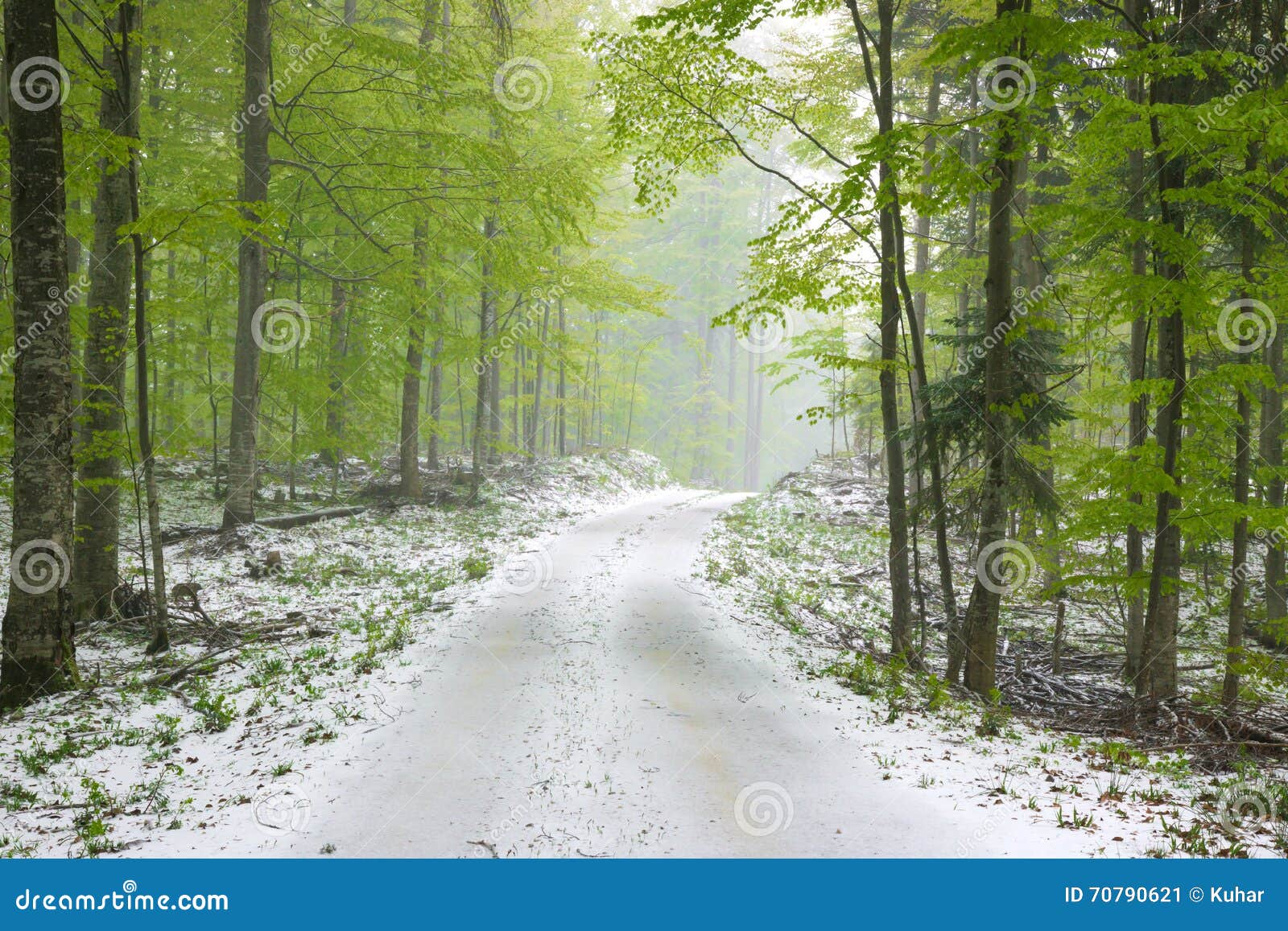 Beautiful Green Forest and Snow Stock Image - Image of tree, woods ...