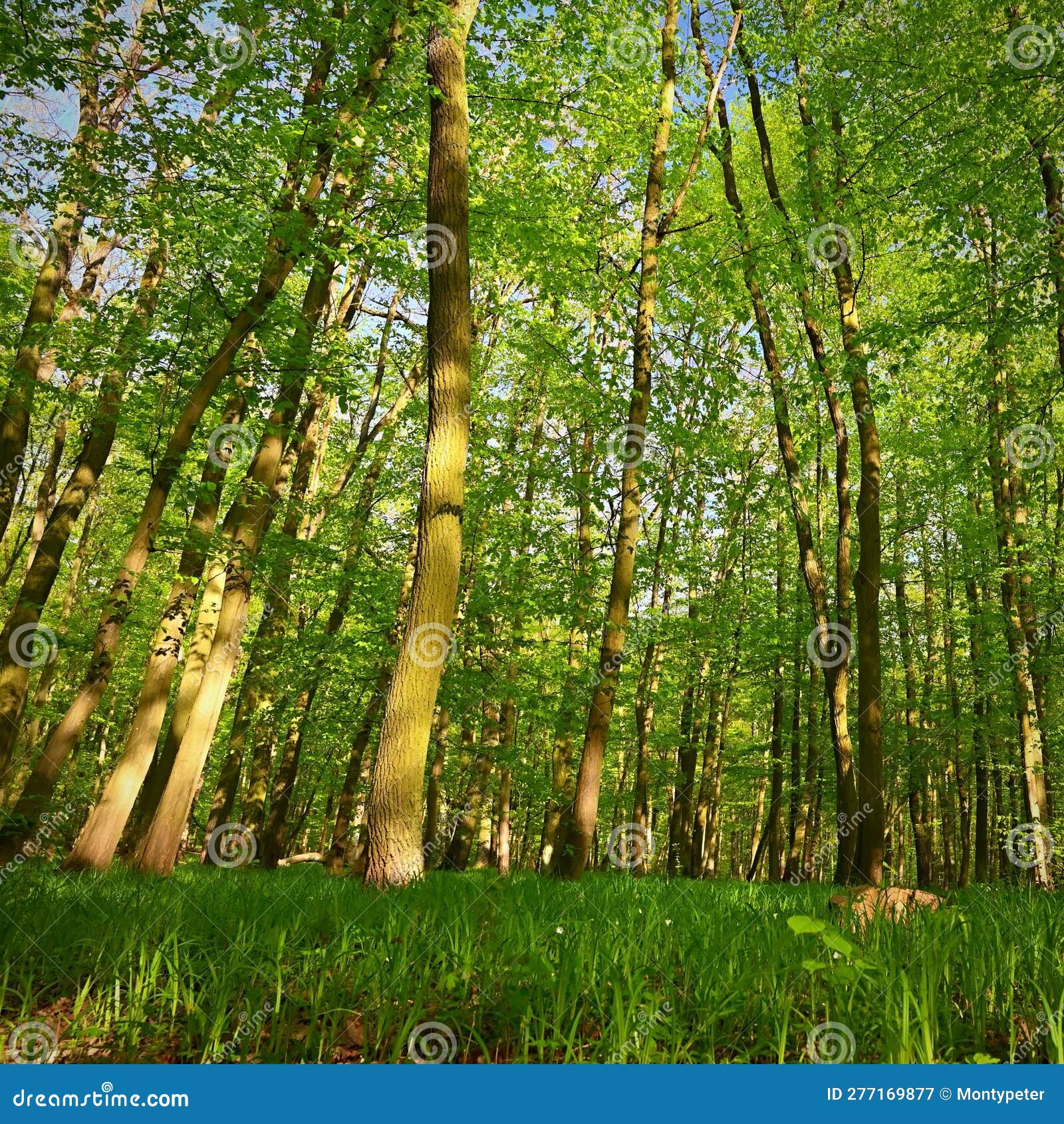 Beautiful Green Forest in Springtime. Nature Background with Sun ...