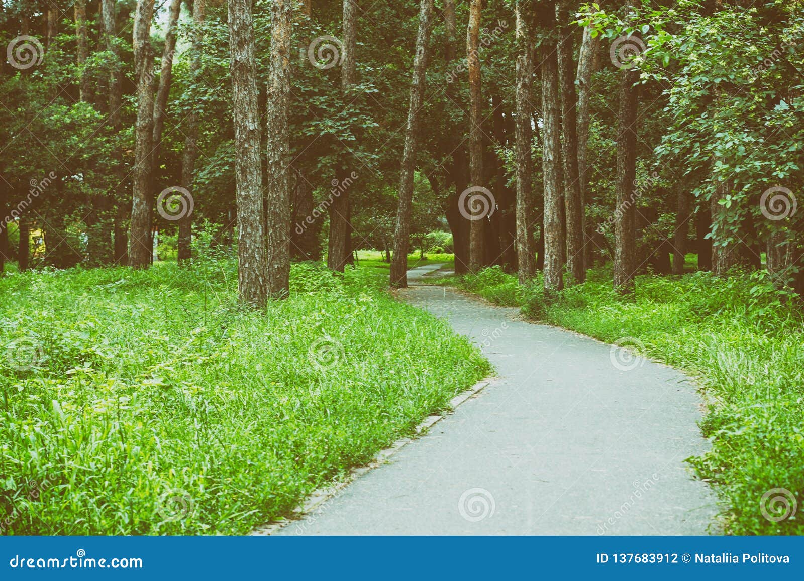 Beautiful Green Forest in Summer. Summer Green Forest, Racetrack in the ...