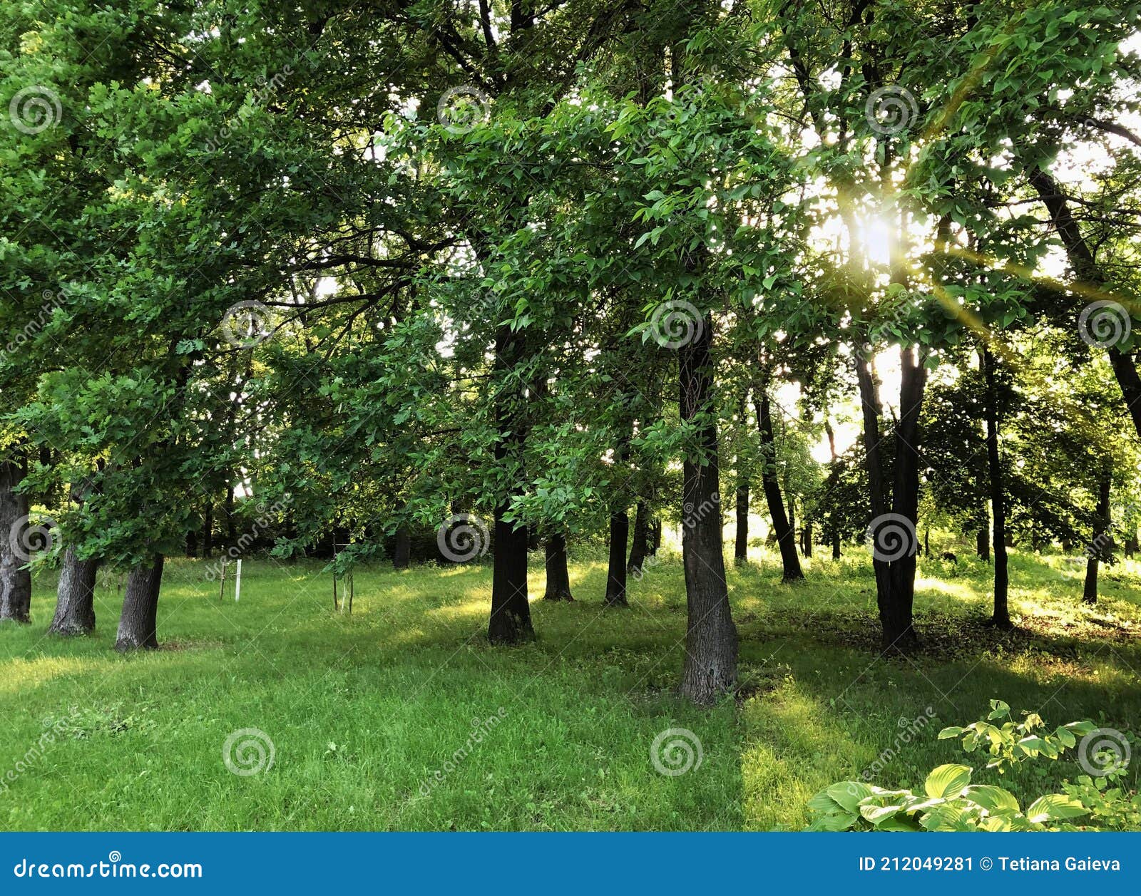 Beautiful Green Forest, Sun Rays through the Trees Stock Image - Image ...