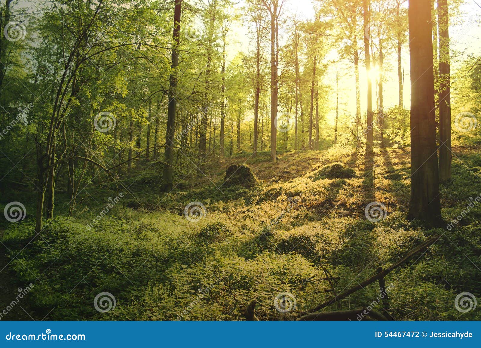 Beautiful Green Forest at Sunset Stock Photo - Image of bloom, bright ...