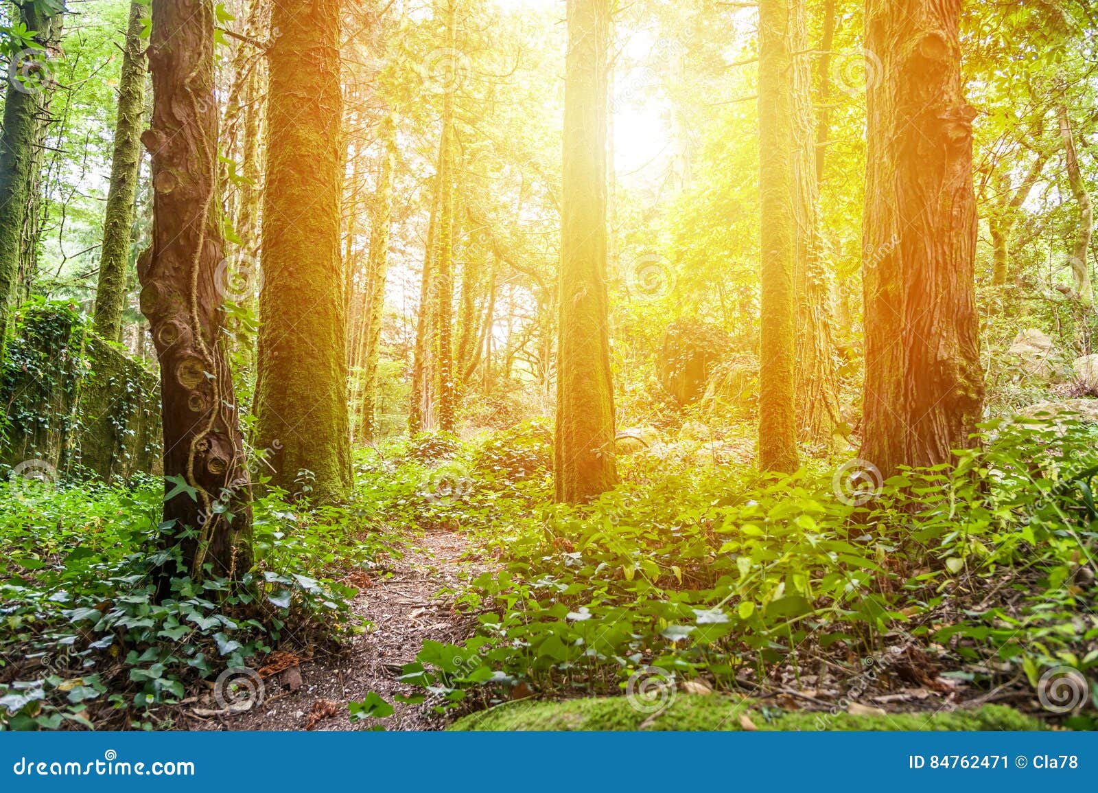 Beautiful Green Forest at Sunset Stock Image - Image of environment ...