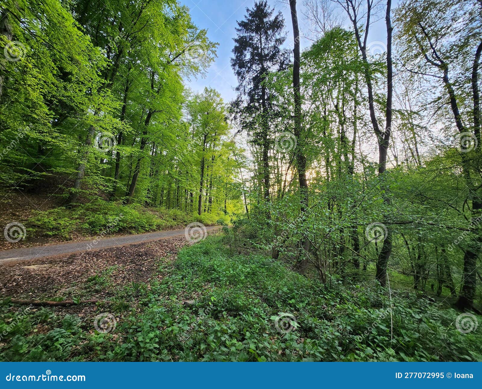 Beautiful Green Forest Surrounded by Green, Tall Beautiful Trees. and ...