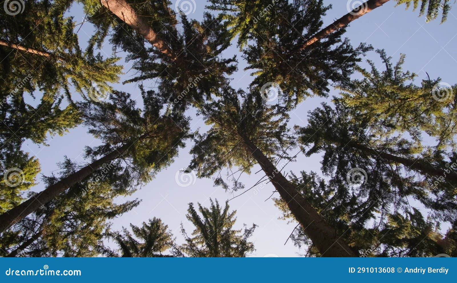 Beautiful Green Forest, Tall Trees on the Background of the Blue Sky ...