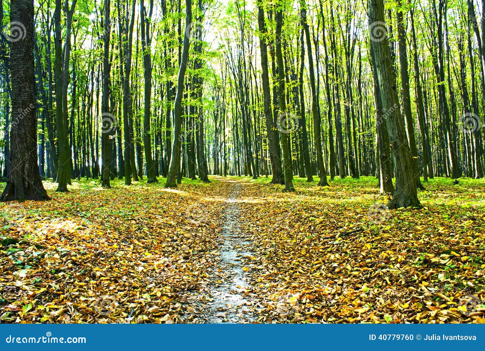 Beautiful green forest stock photo. Image of pine, tree - 40779760
