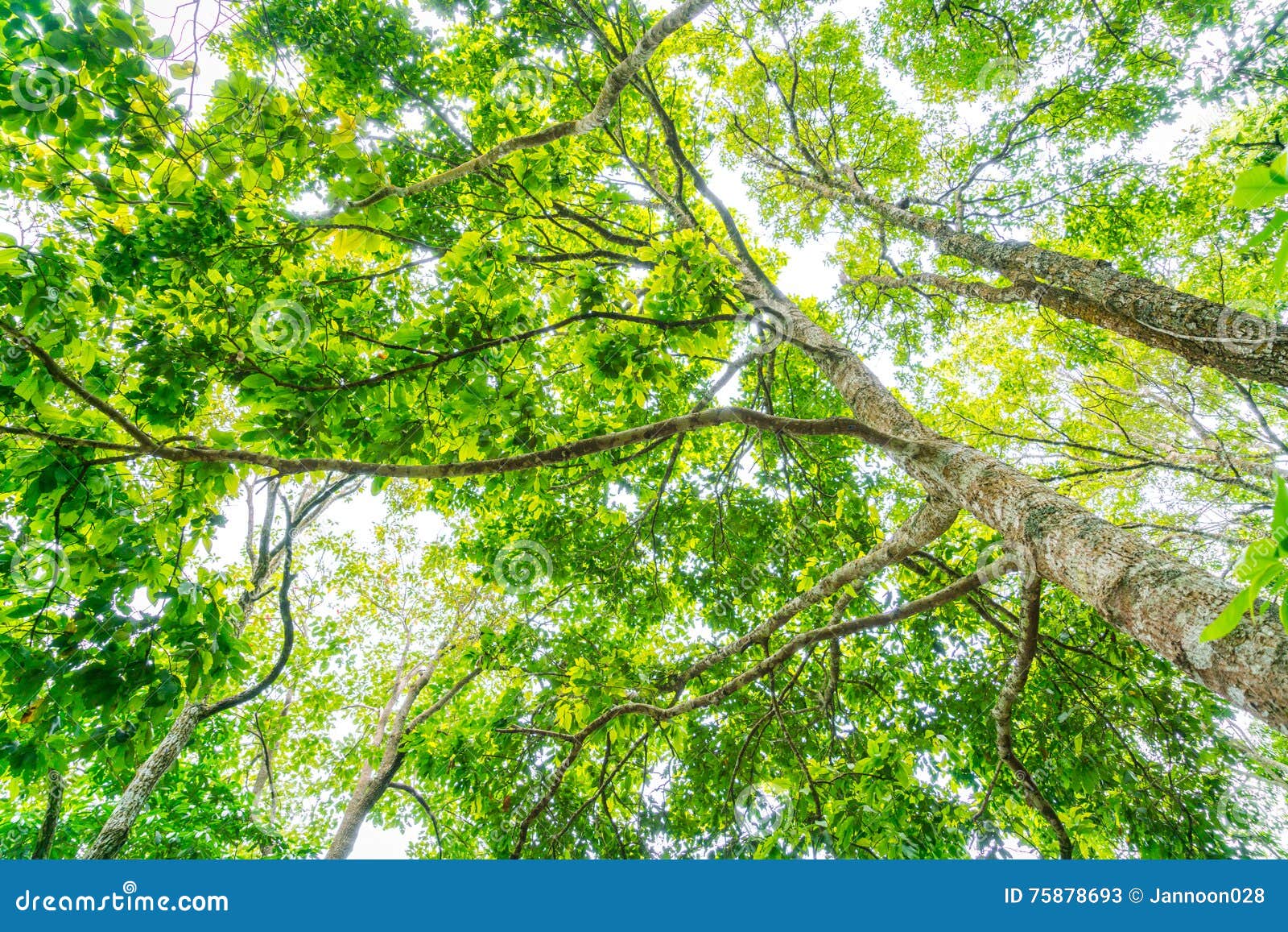 Beautiful Green Forest Trees . Stock Image - Image of sunlight, scenery ...