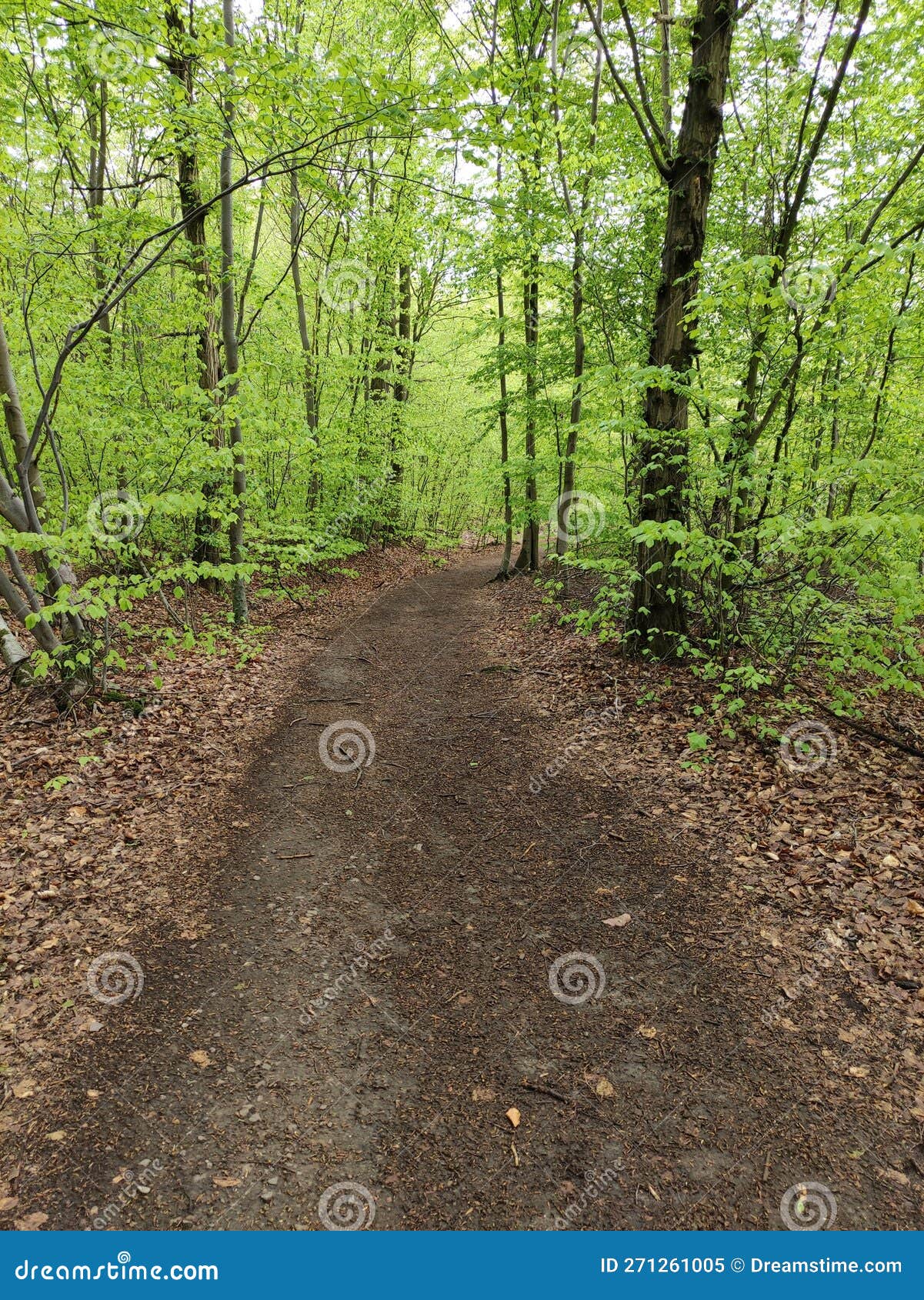 Beautiful Green Forest Trees in Germany Stock Image - Image of ...