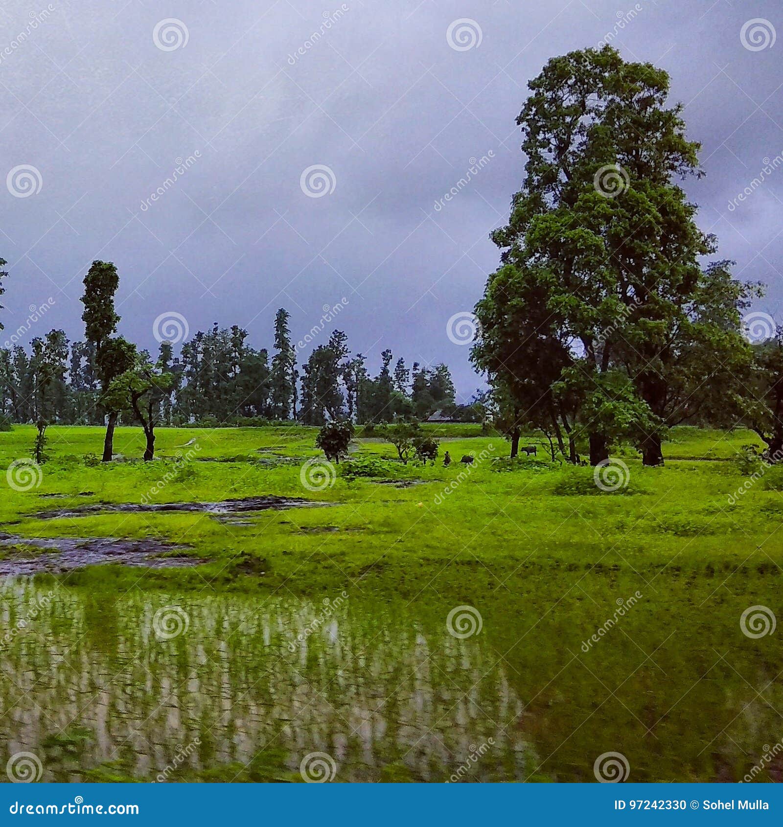 Beautiful Green Forest Trees Stock Photo - Image of scene, trees: 97242330
