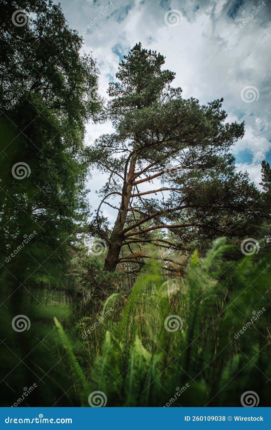 Beautiful Green Forest, in a Vertical Shot Stock Photo - Image of grass ...