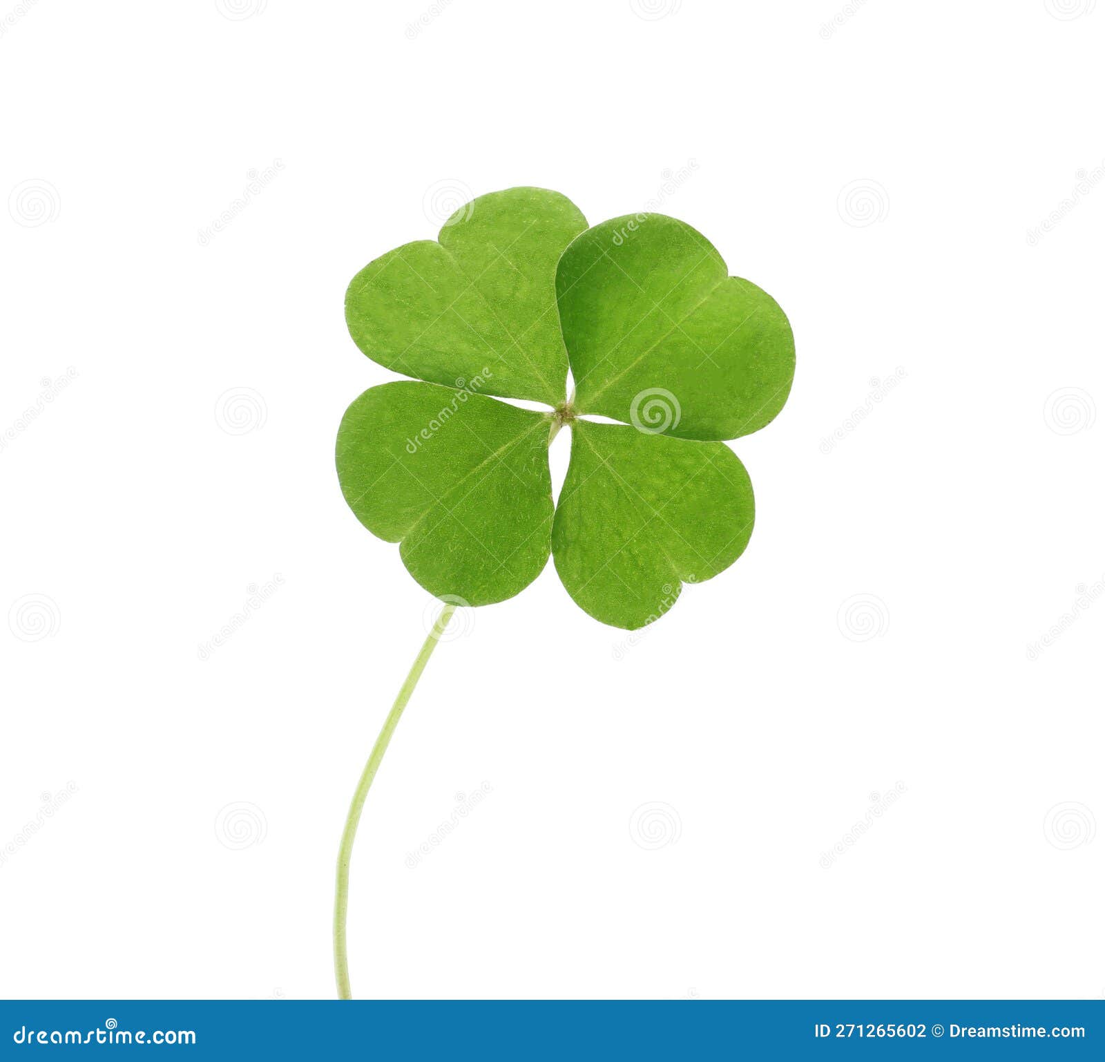 Beautiful Green Four Leaf Clover Isolated on White Stock Photo - Image ...