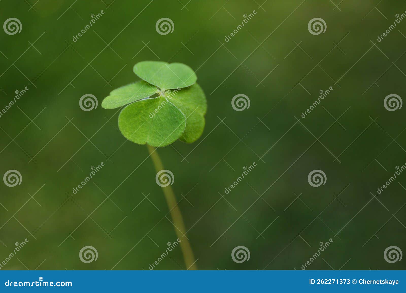 Beautiful Green Four Leaf Clover Outdoors, Closeup. Space for Text ...