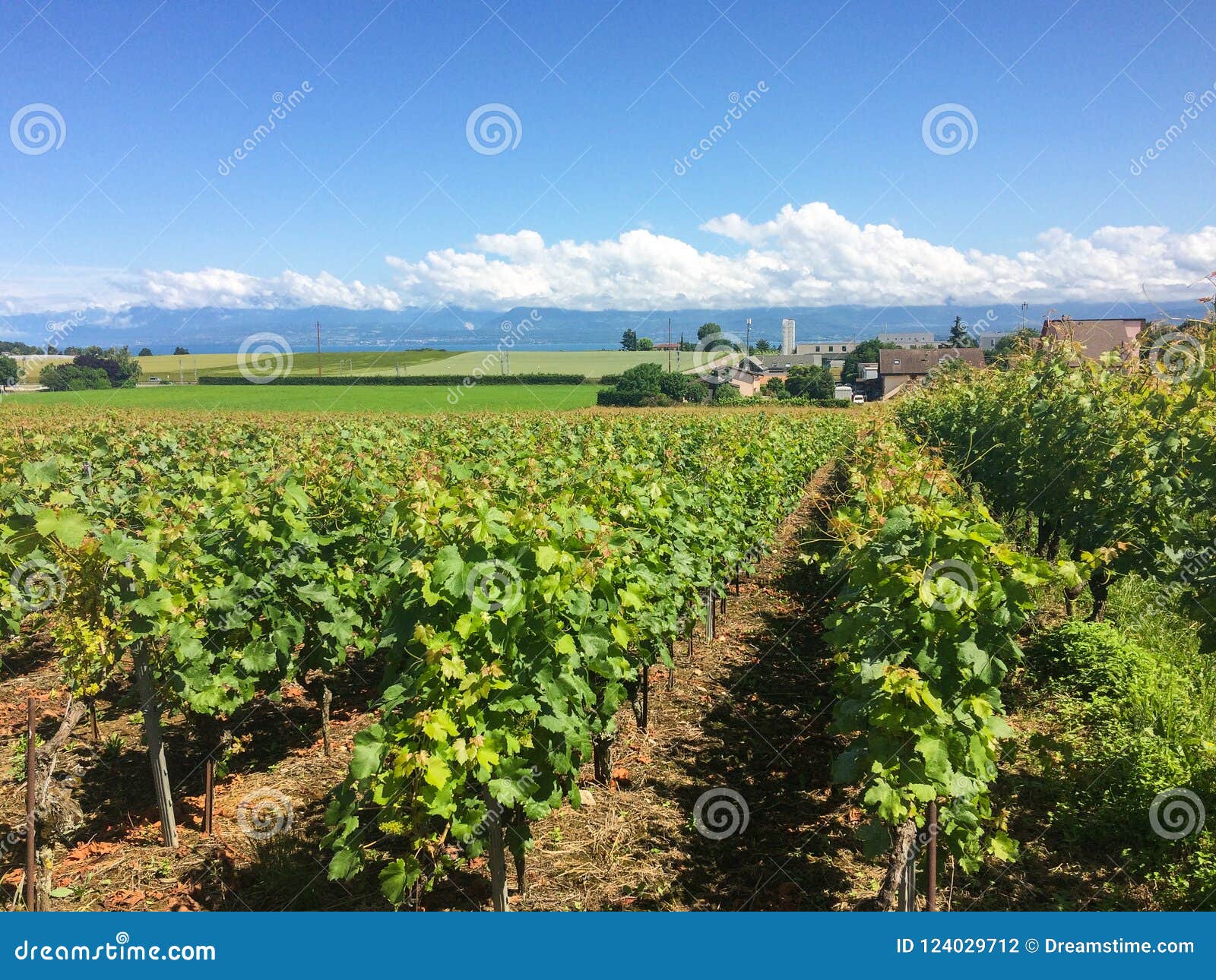 Beautiful Fresh Grape Field Against Mountains Stock Photo - Image of ...