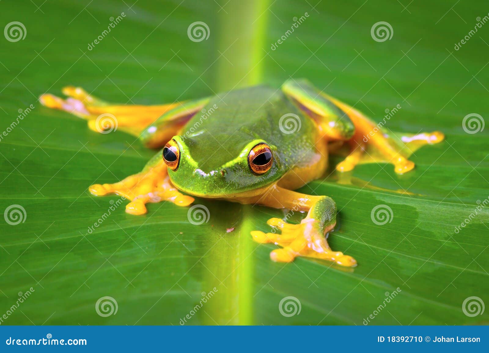 Beautiful Green Frog Sitting on Leaf Stock Photo - Image of little ...